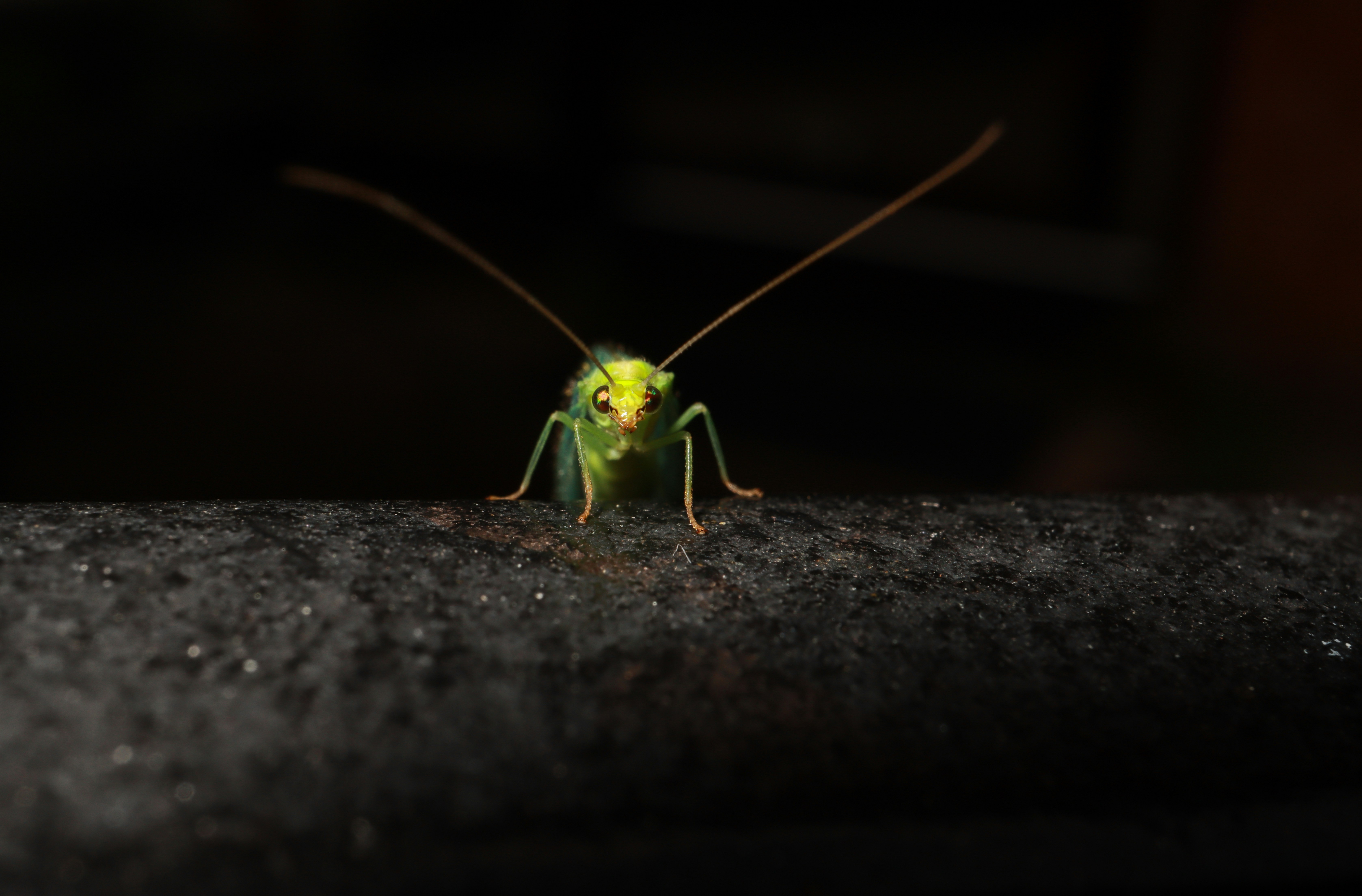 Emerald Scout: Macro Portrait in Velvet Darkness