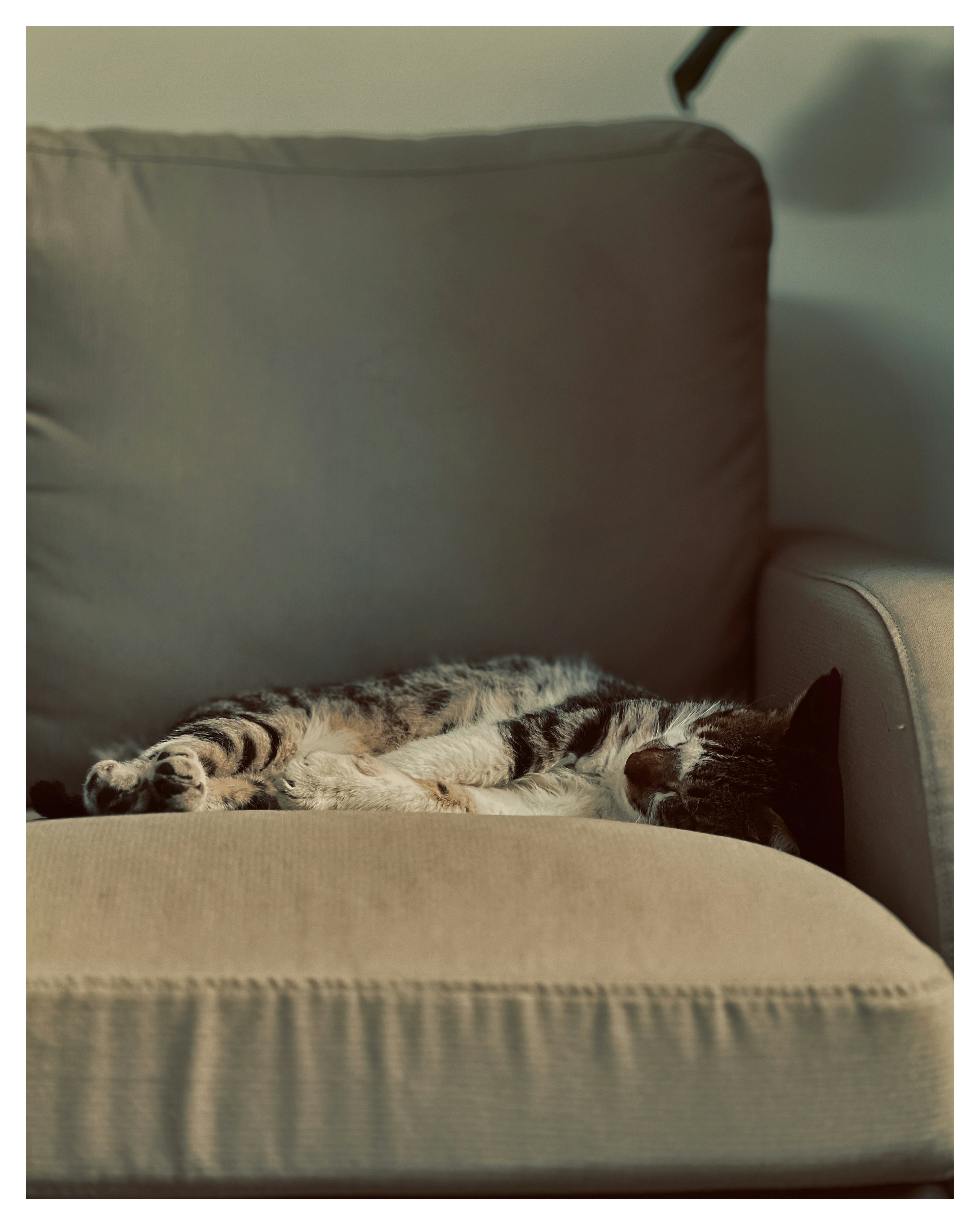 Warm Slumber on a Beige Sofa: A Tabby Finds Quiet Comfort