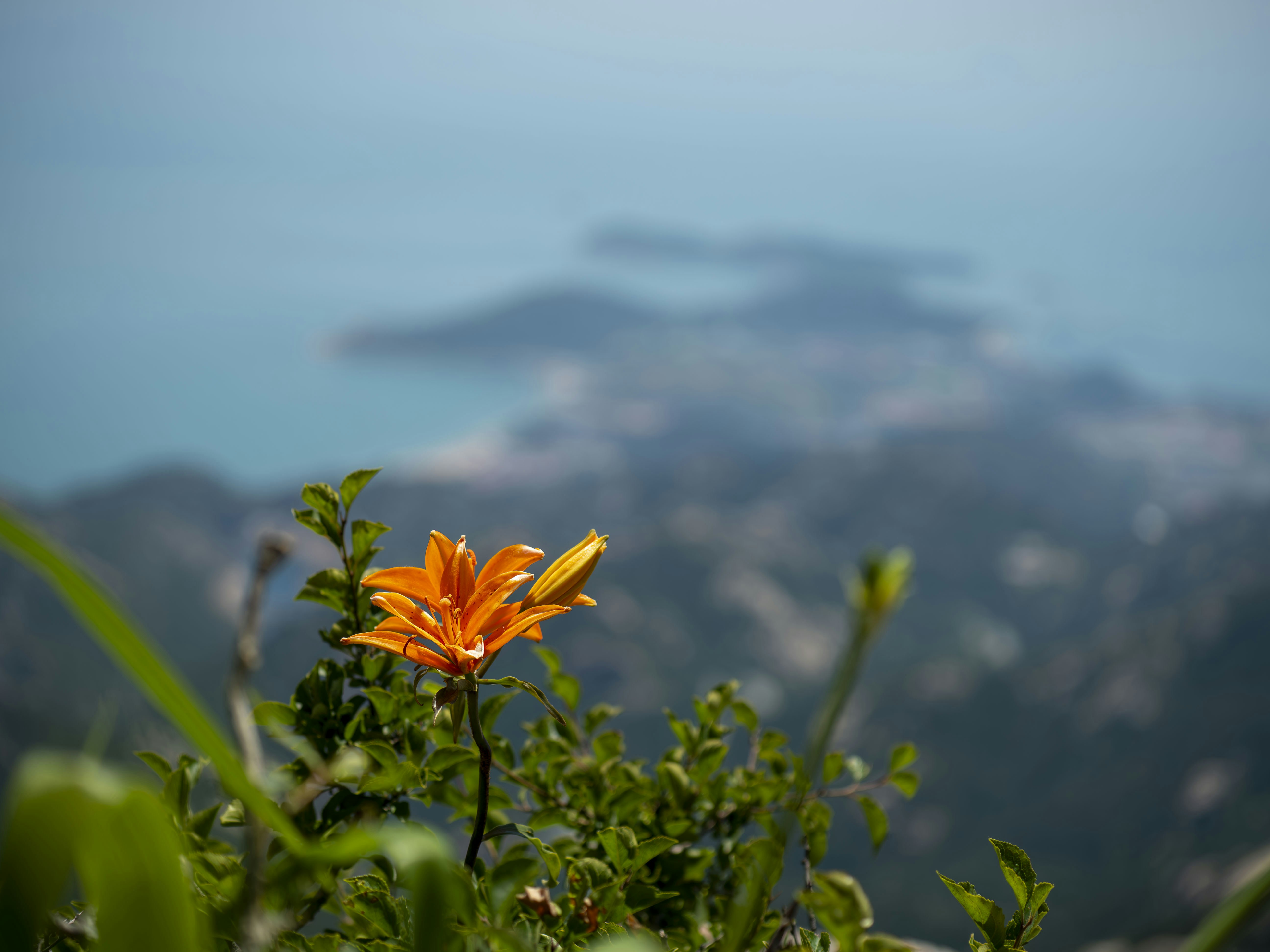 Orange Bloom in Focus Over a Distant Misty Seascape