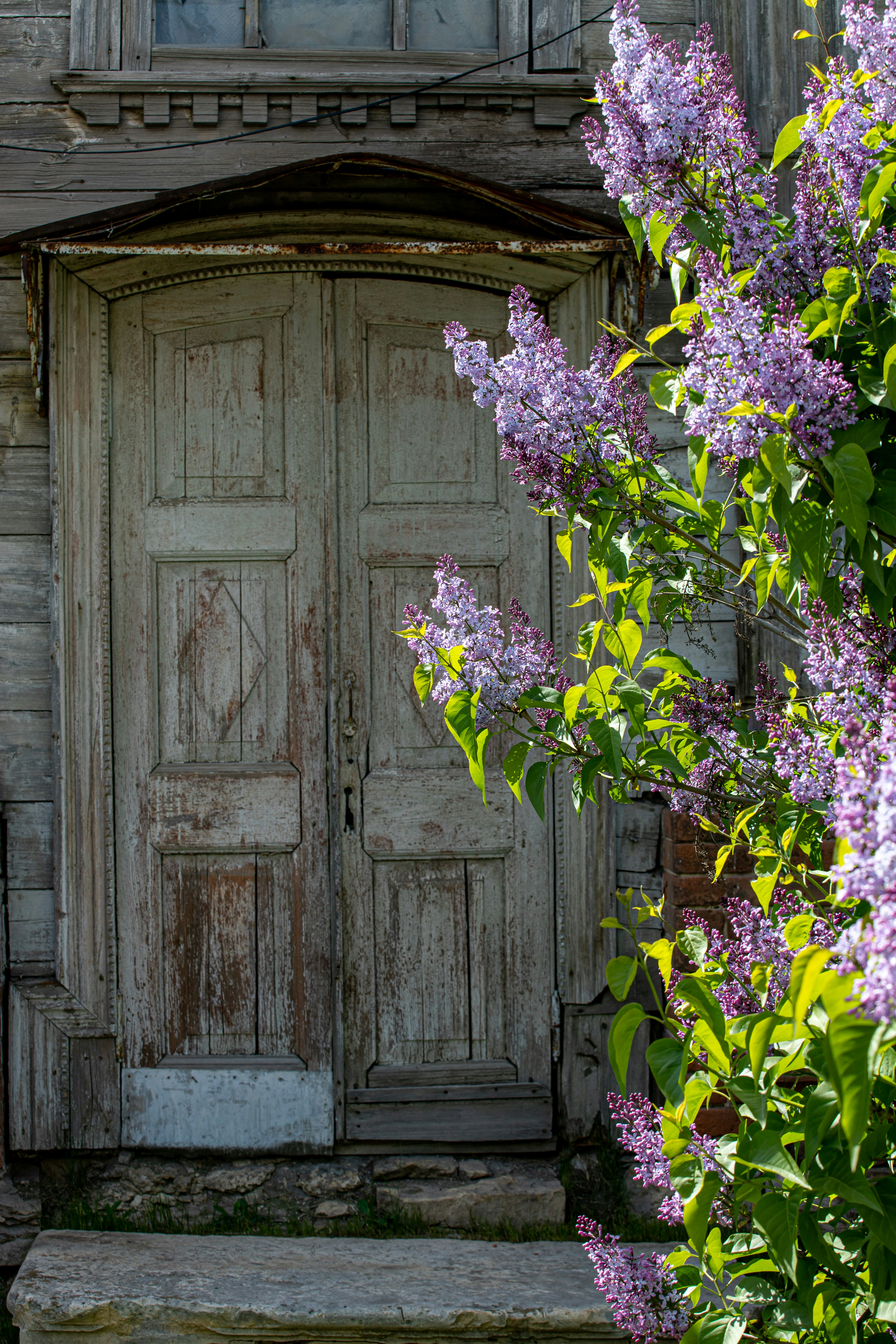 The Door in Bloom: A Weathered Entrance Framed by Lilacs