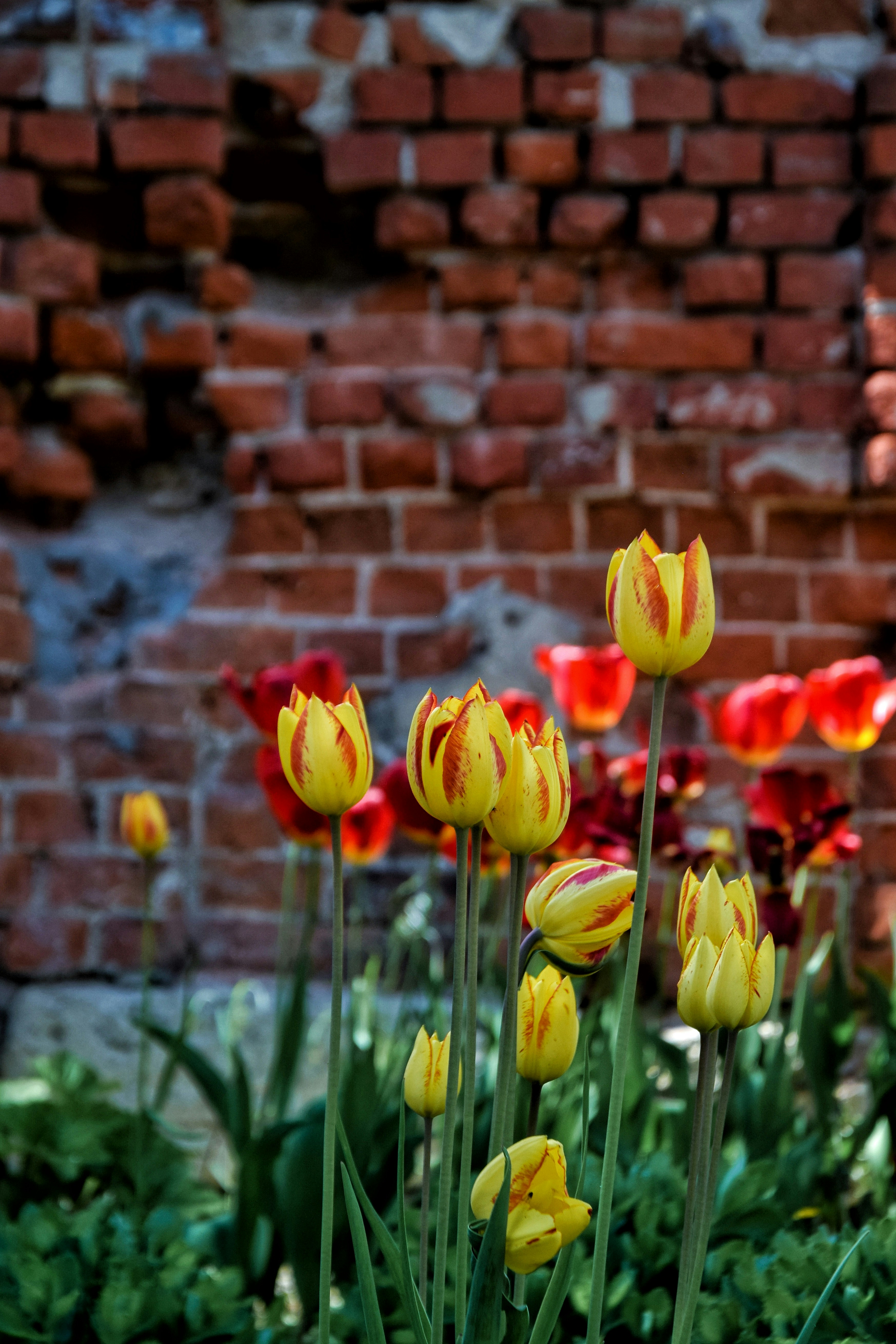 Sunlit Yellow Tulips with Red Streaks Against a Weathered Brick Backdrop