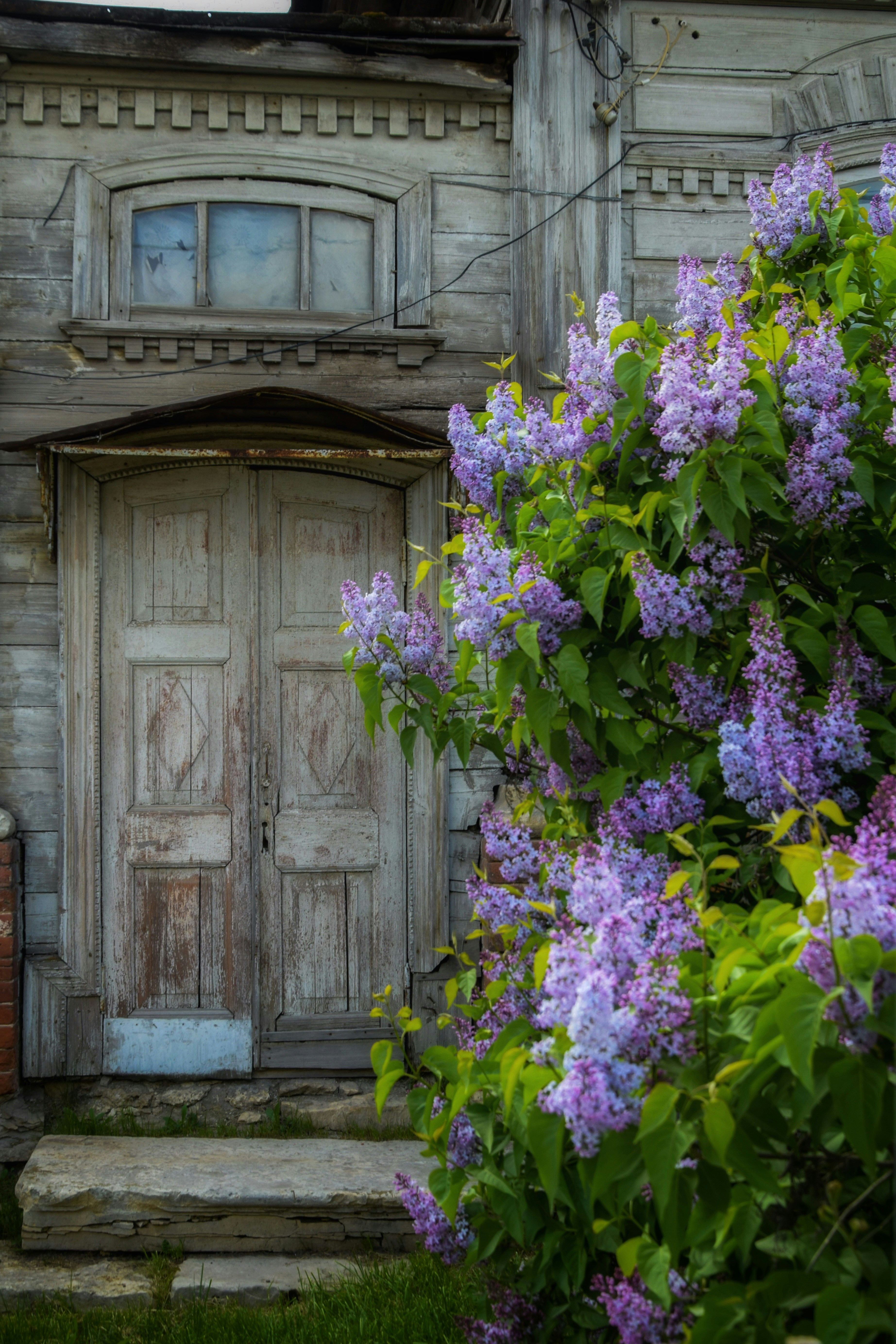 Doorway in Bloom: Weathered Wood Framed by Lilac