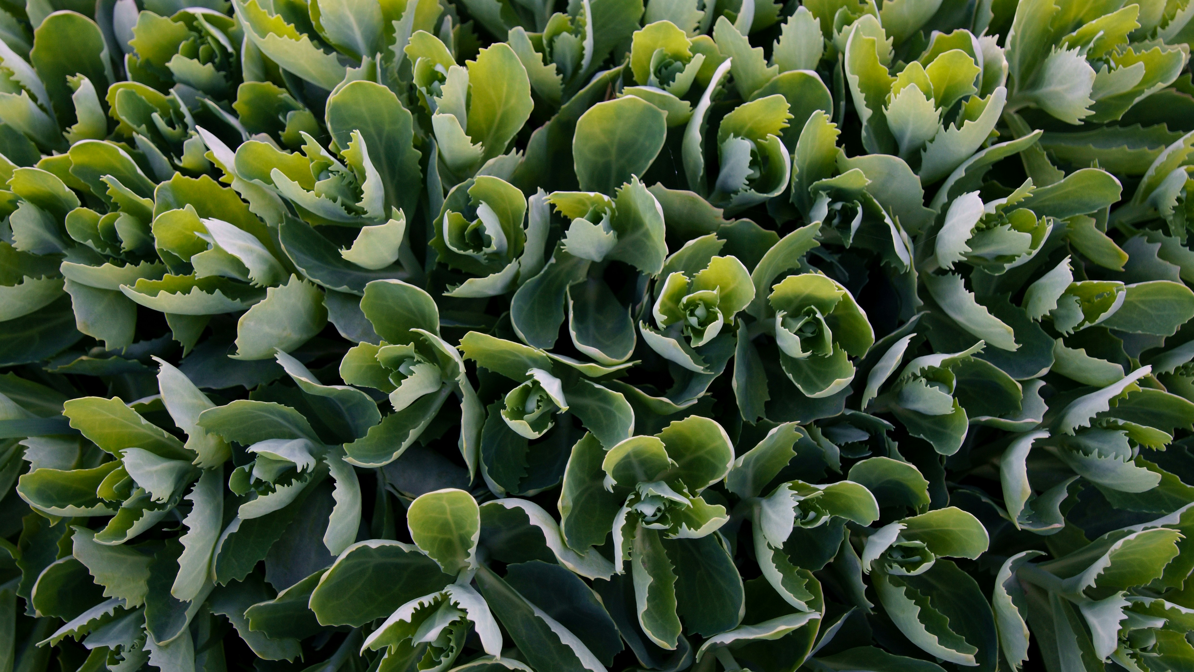 Rosette Mosaic: Variegated Succulent Leaves in Close-Up