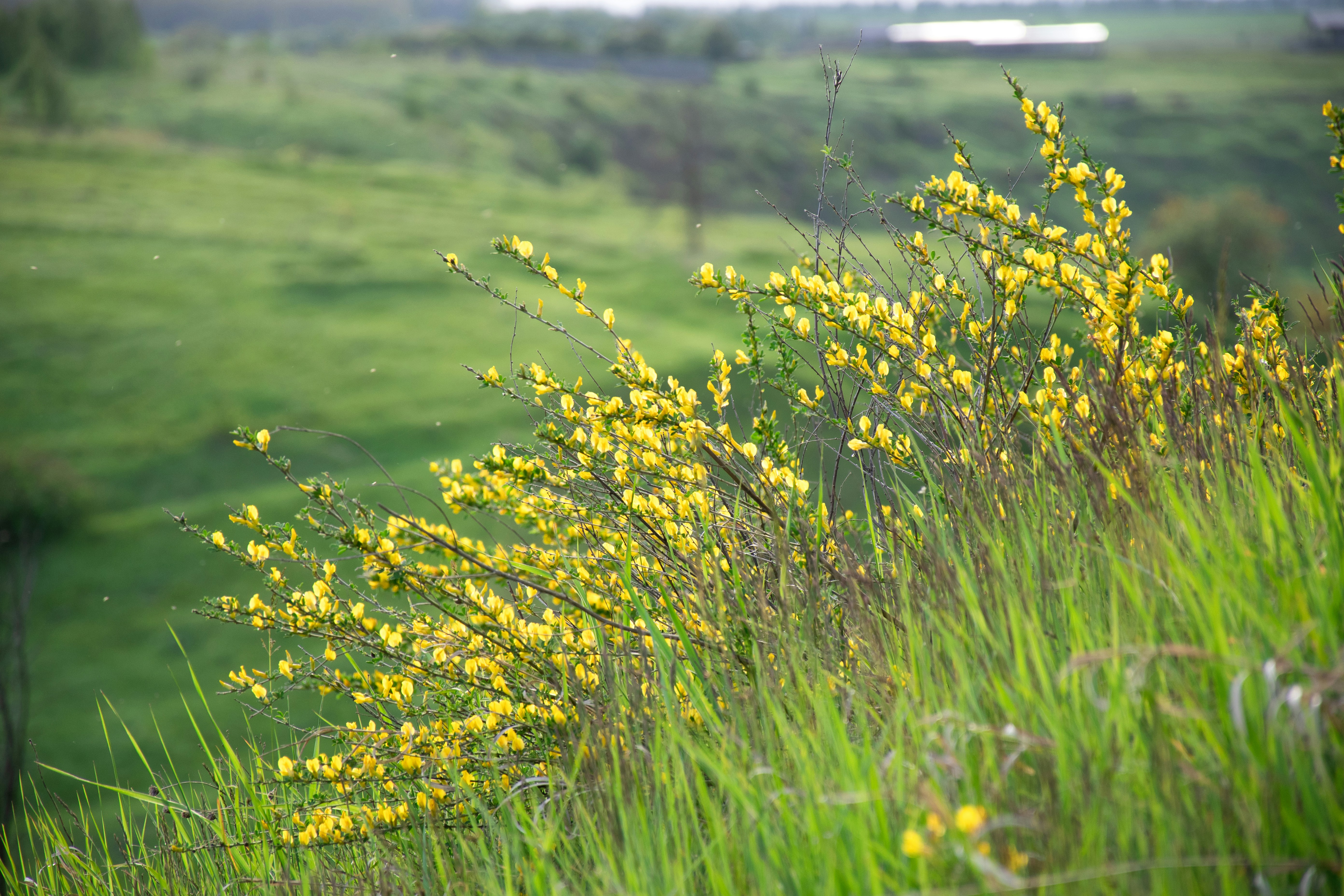 Amber Blooms Framing a Verdant Slope in Quiet Focus