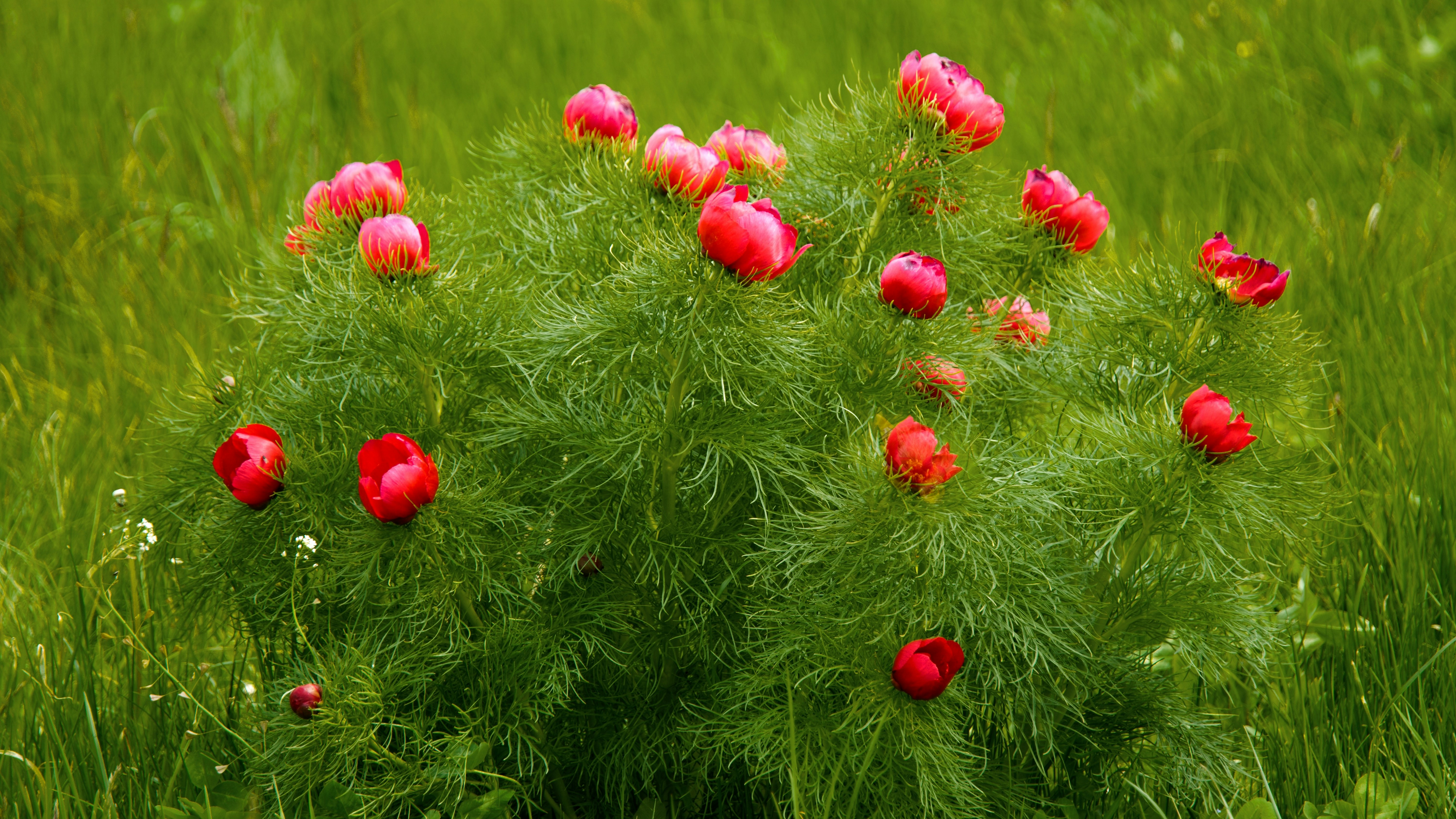 Feathery Poppy Buds in a Sunlit Meadow
