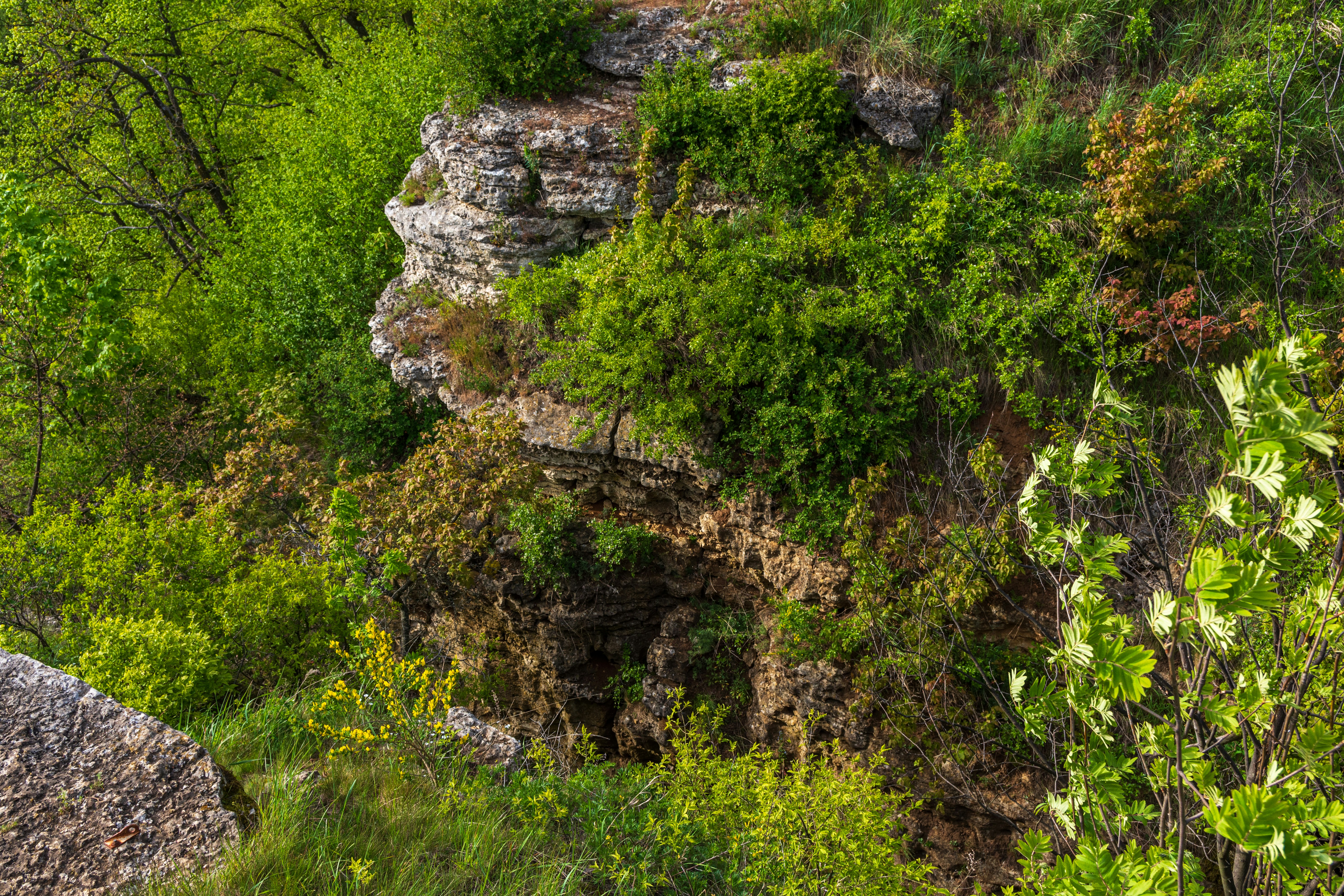 Verdant Cliff Hideaway: A Lush Crevice Framed by Greenery