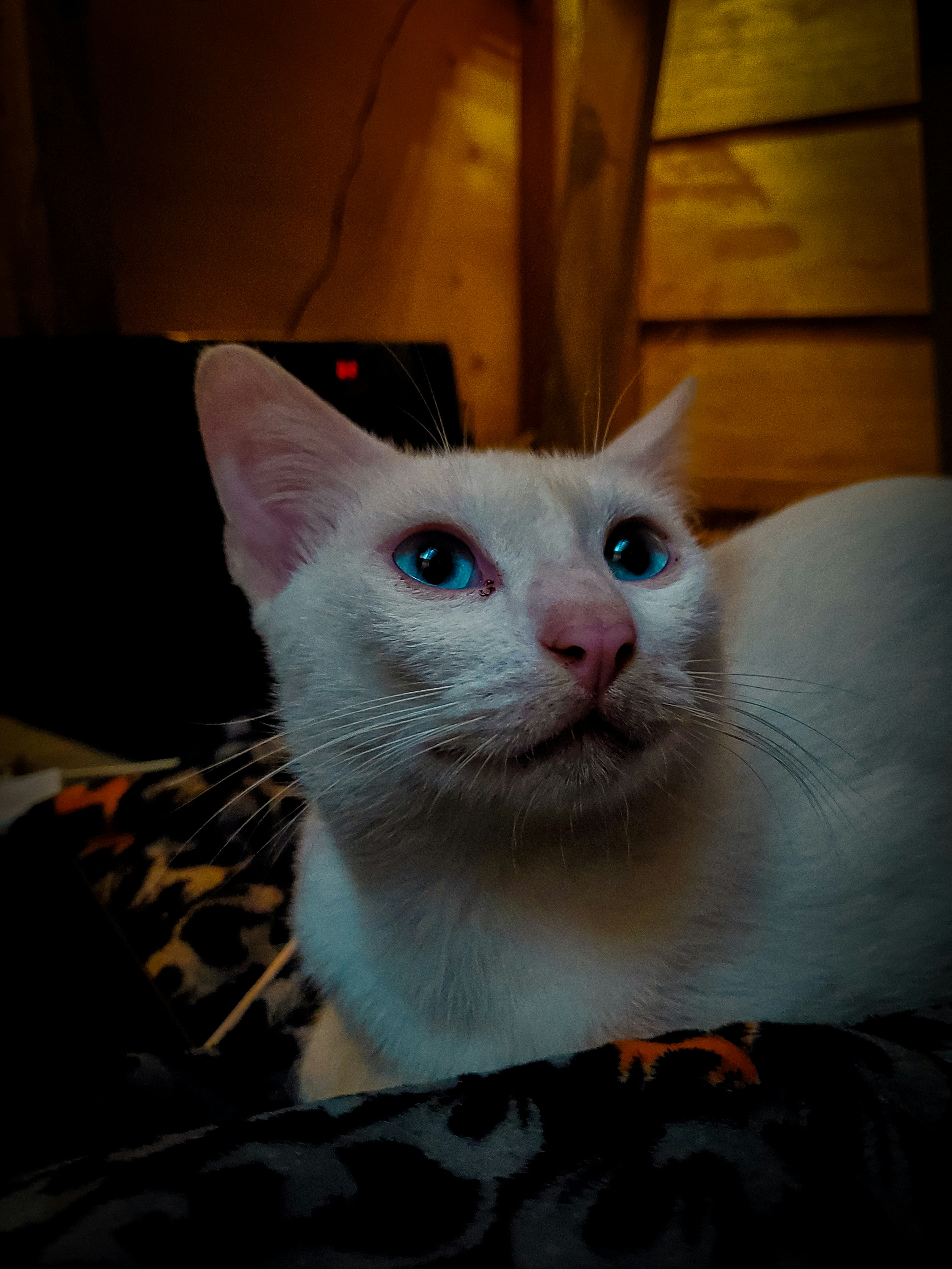 Wide-eyed Whiskers Under Warm Timber Light