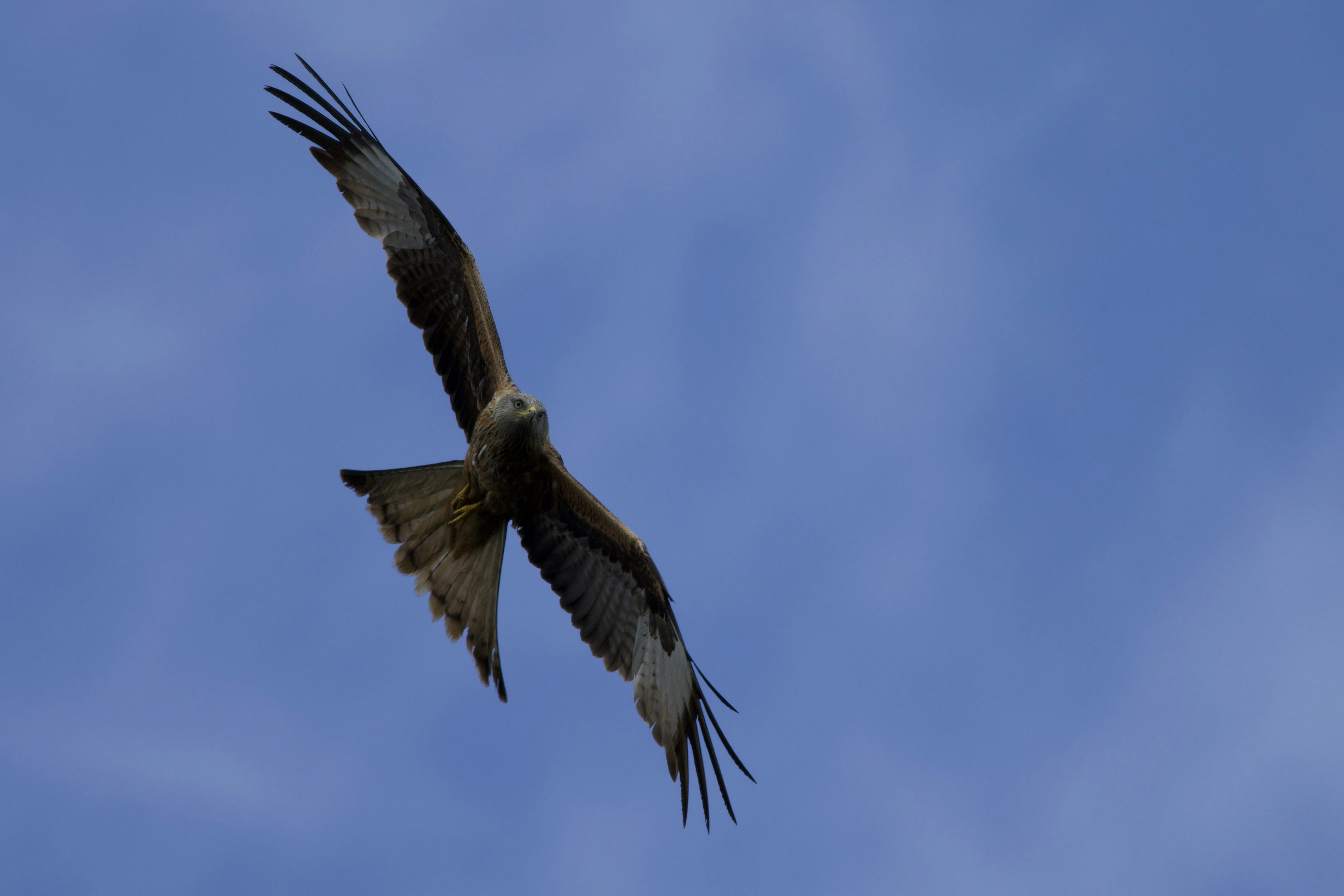 A large bird flying through a blue sky photo – Free Bird Image on Unsplash
