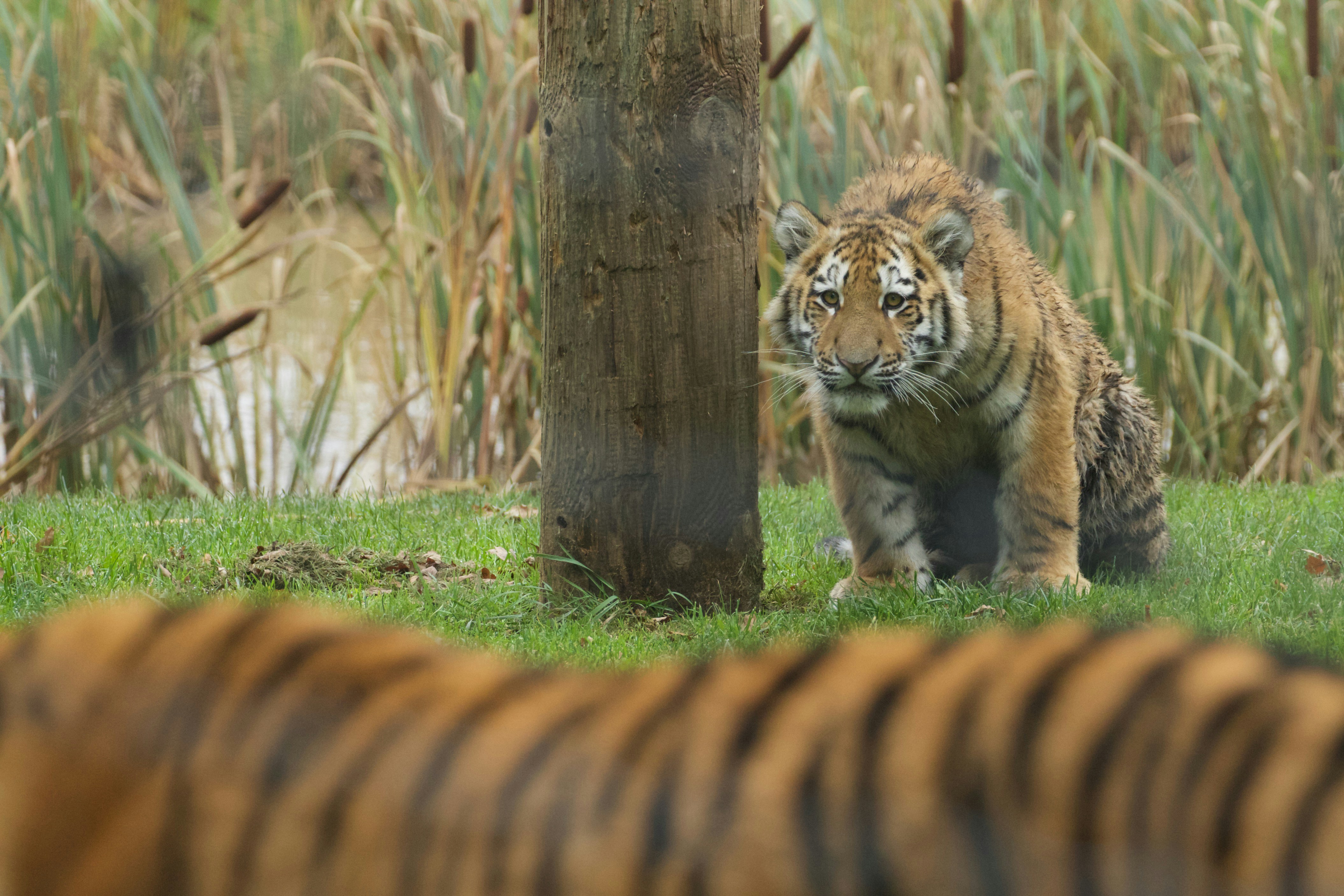 Glimpse Through the Trunk: A Tiger Cub's Quiet Gaze