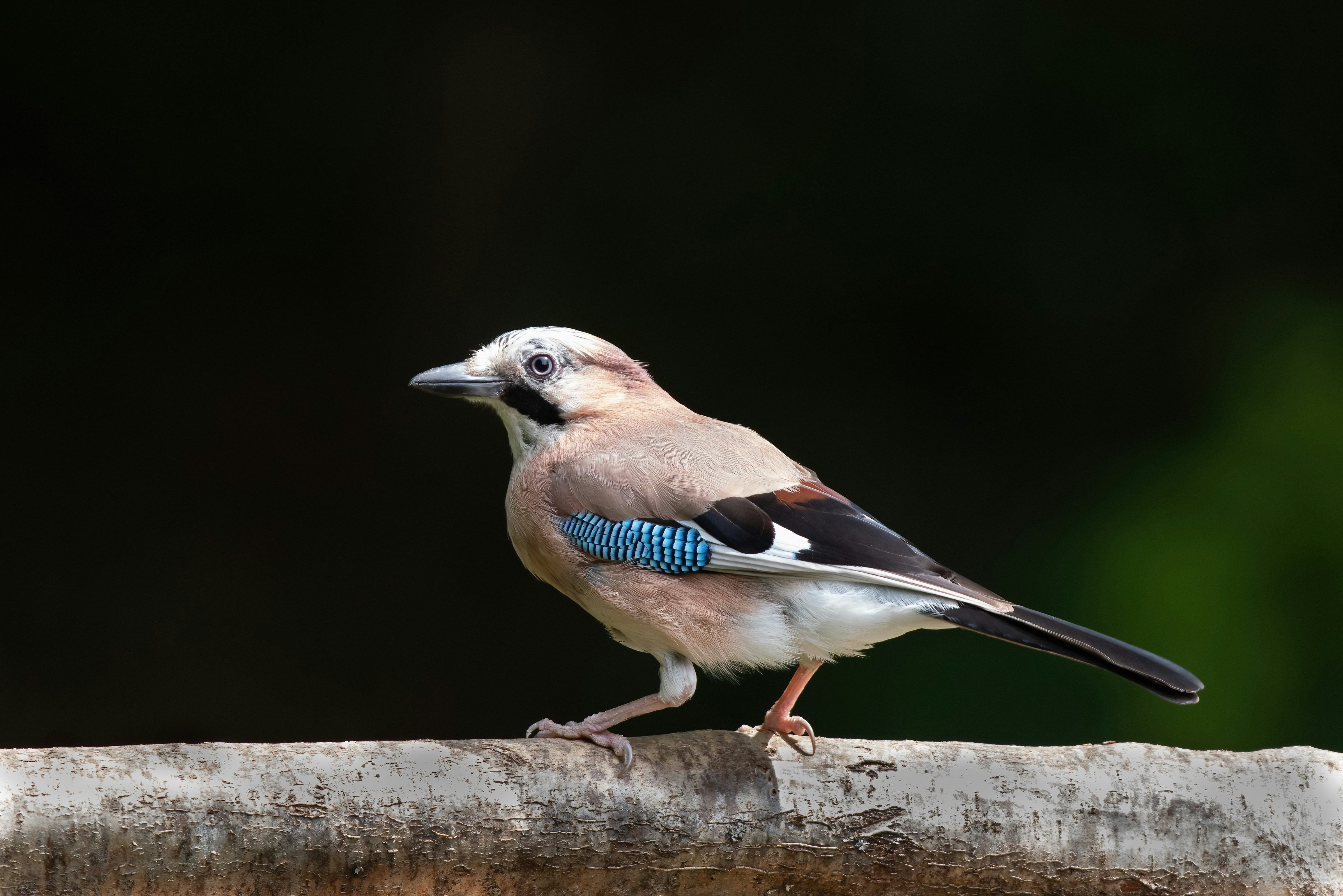 A Eurasian Jay perches on a weathered rail, displaying blue wing patches against a dark, blurred background.