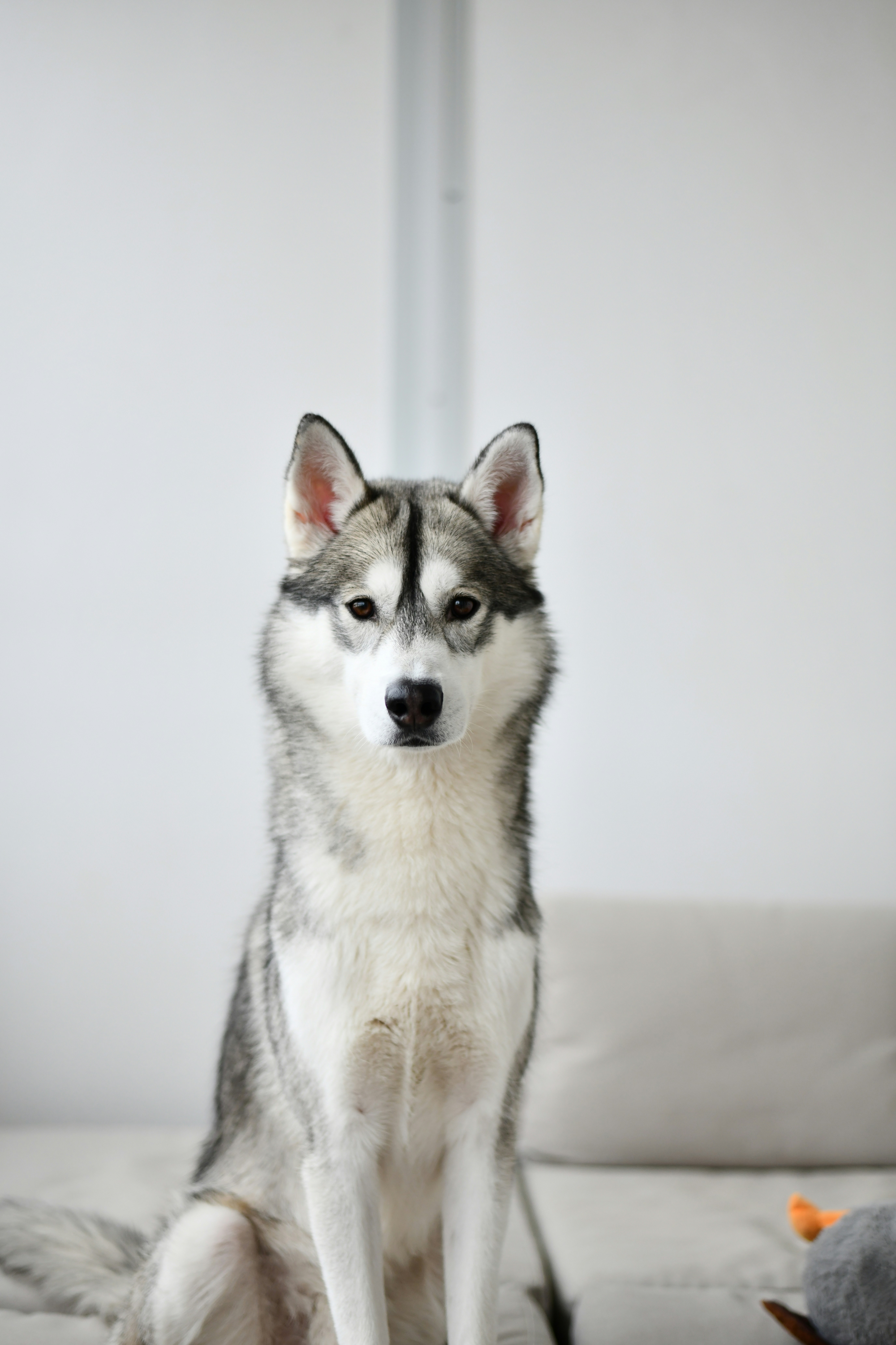 Regal Presence: The Noble Husky