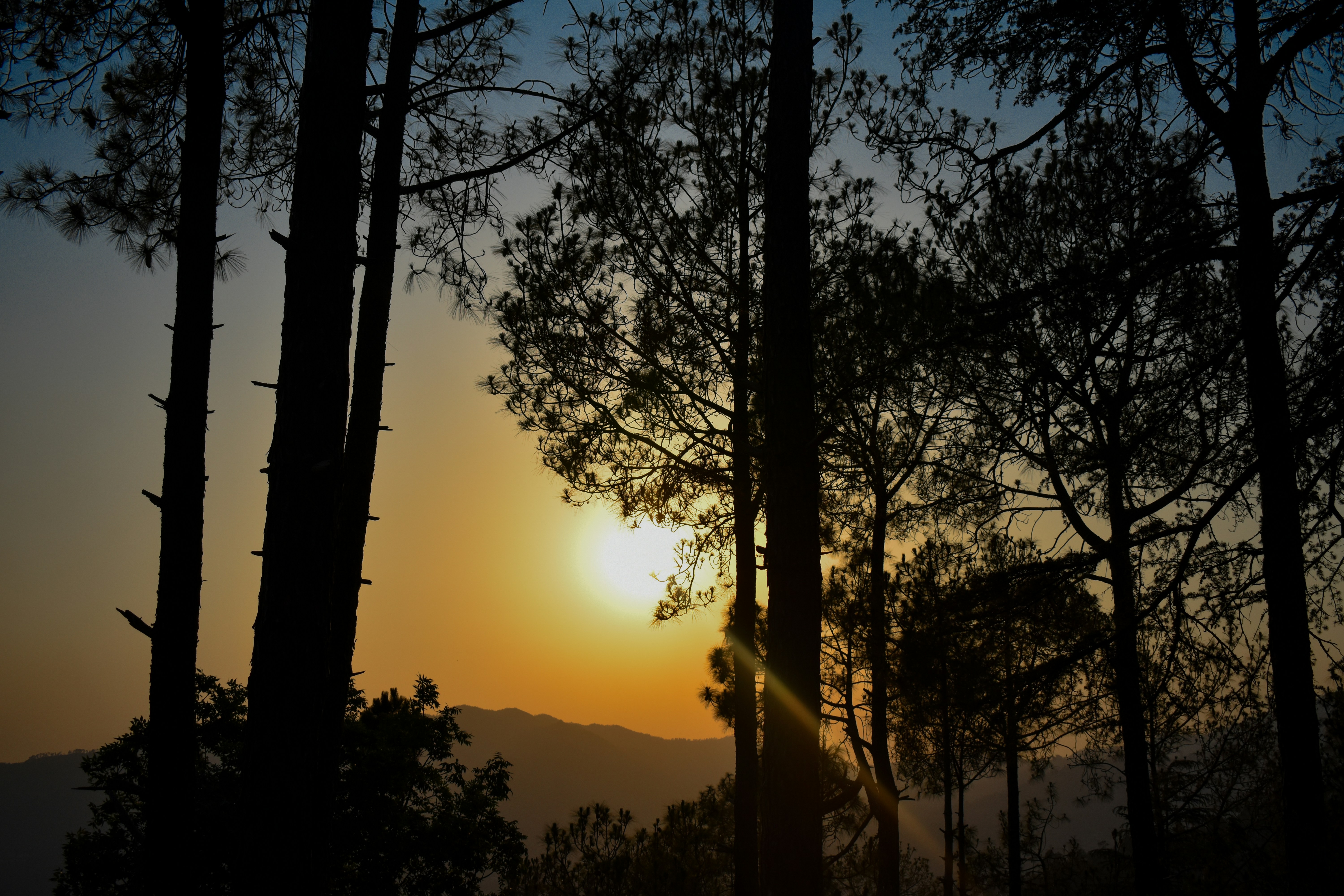 The sun is setting through the trees in the forest photo – Free Chail ...