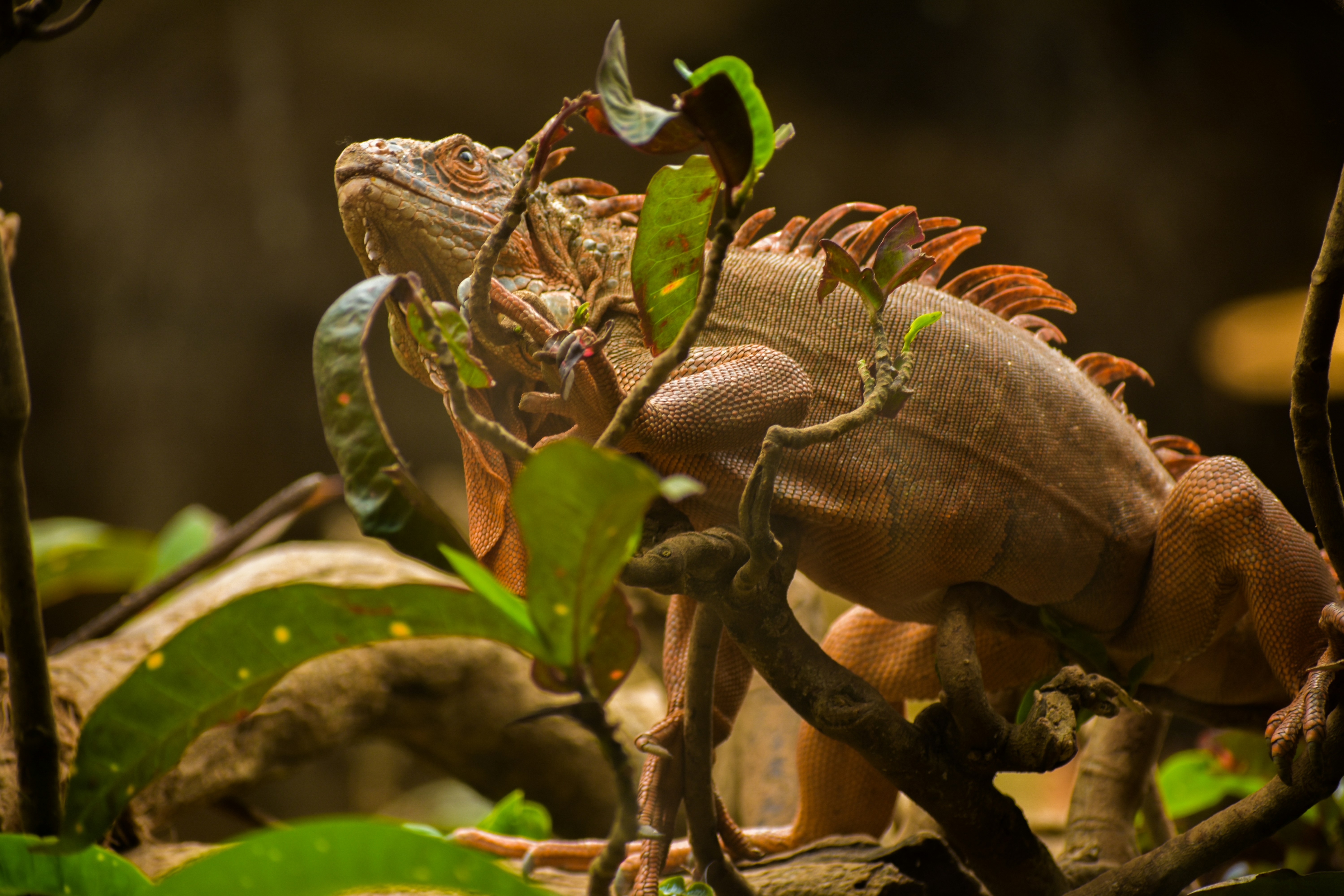 Amber-tinted Iguana Resting Among Tangled Branches