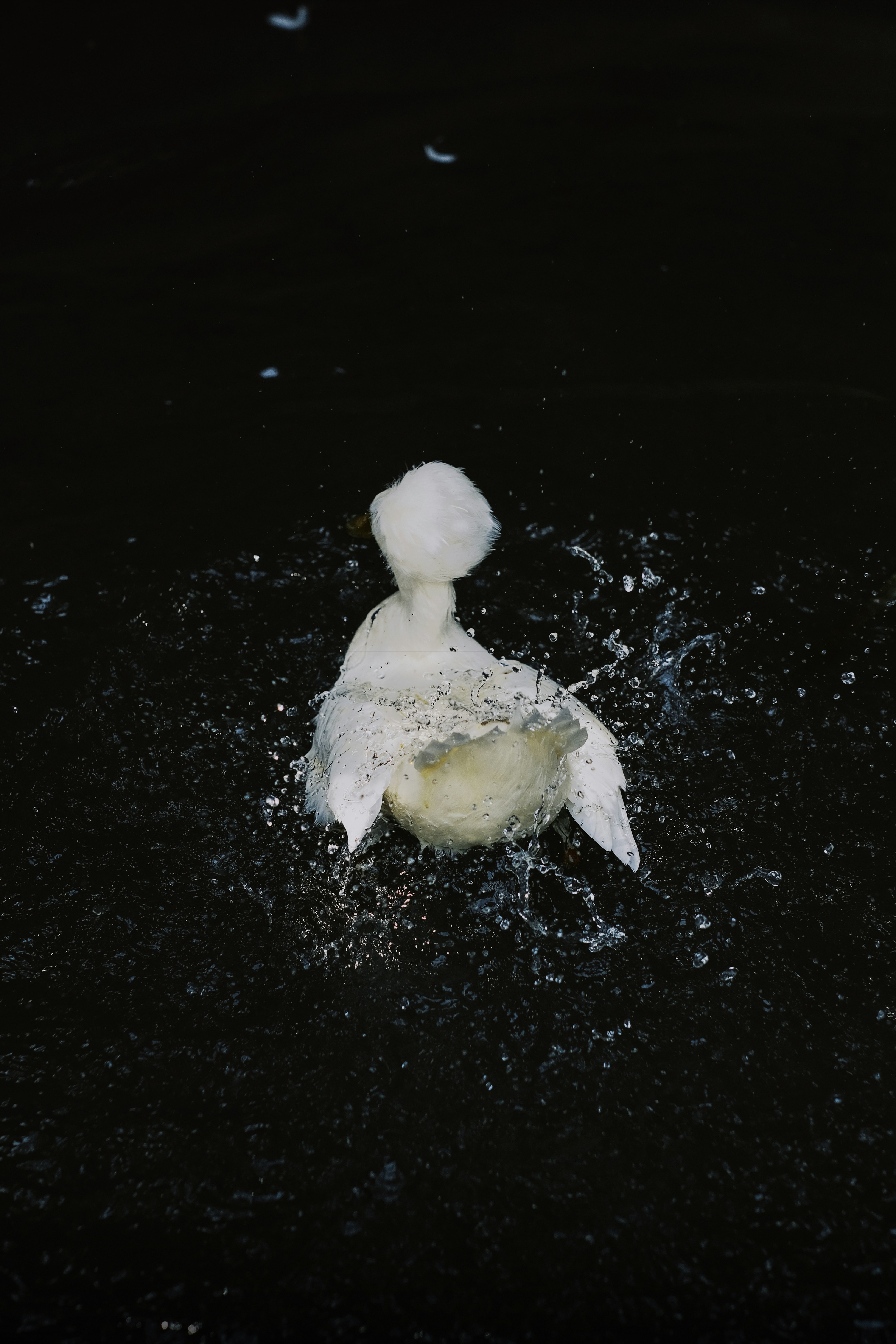White duckling adrift on dark water