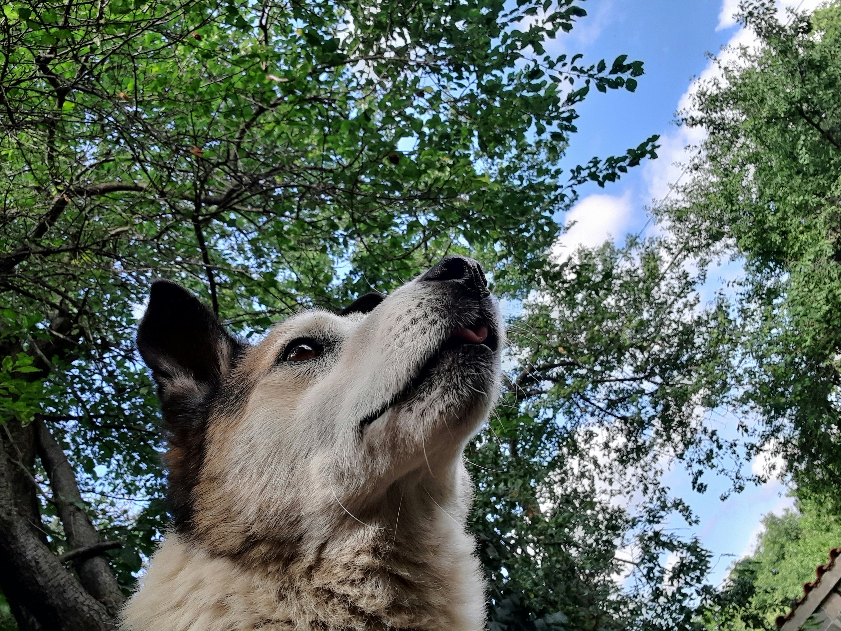 Upward Gaze: a dog's curious moment beneath a summer canopy