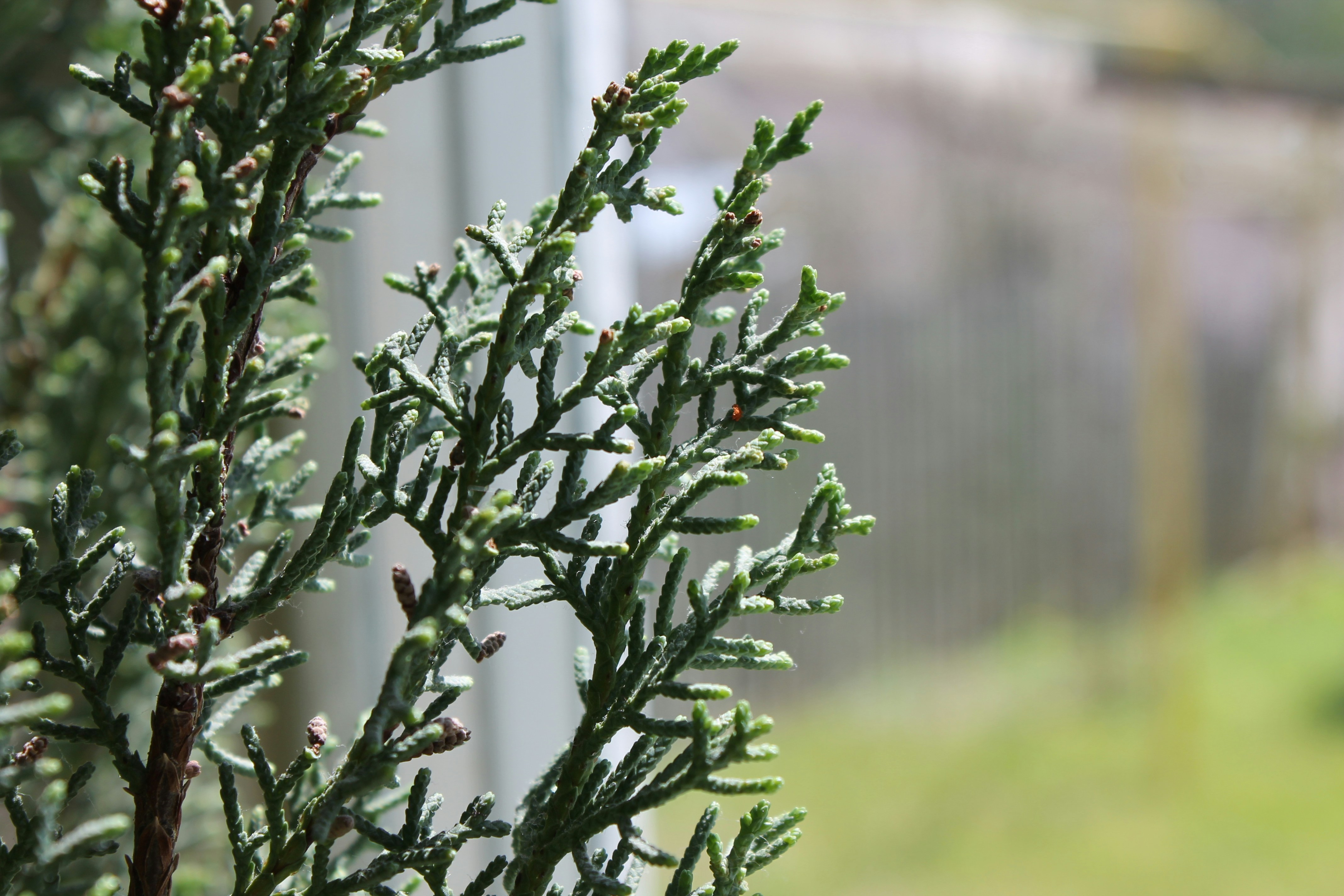 Frosted Branches in Soft Focus Garden