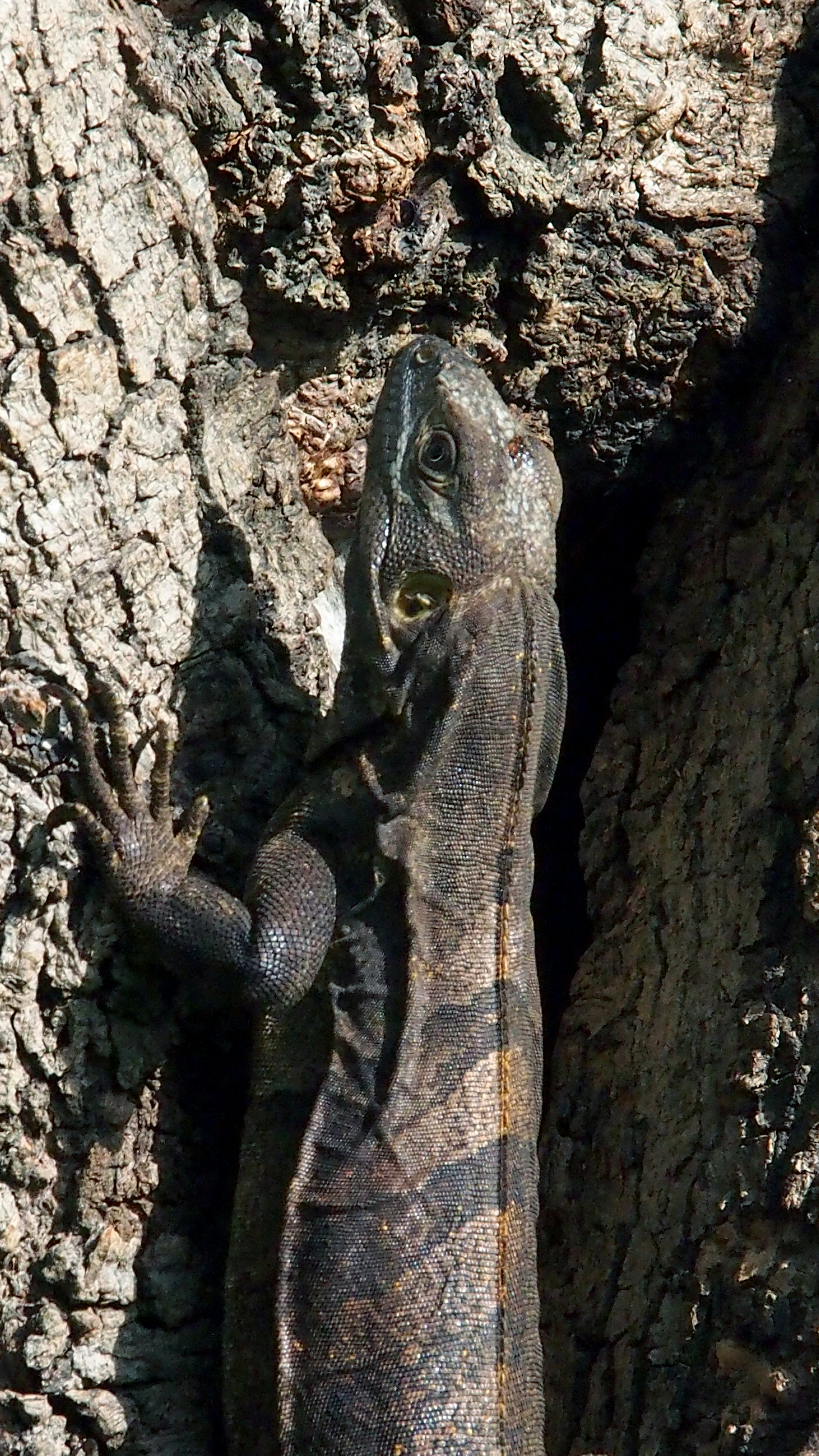 Black Iguana (Ctenosaura similis) Nicoya (Costa Rica)