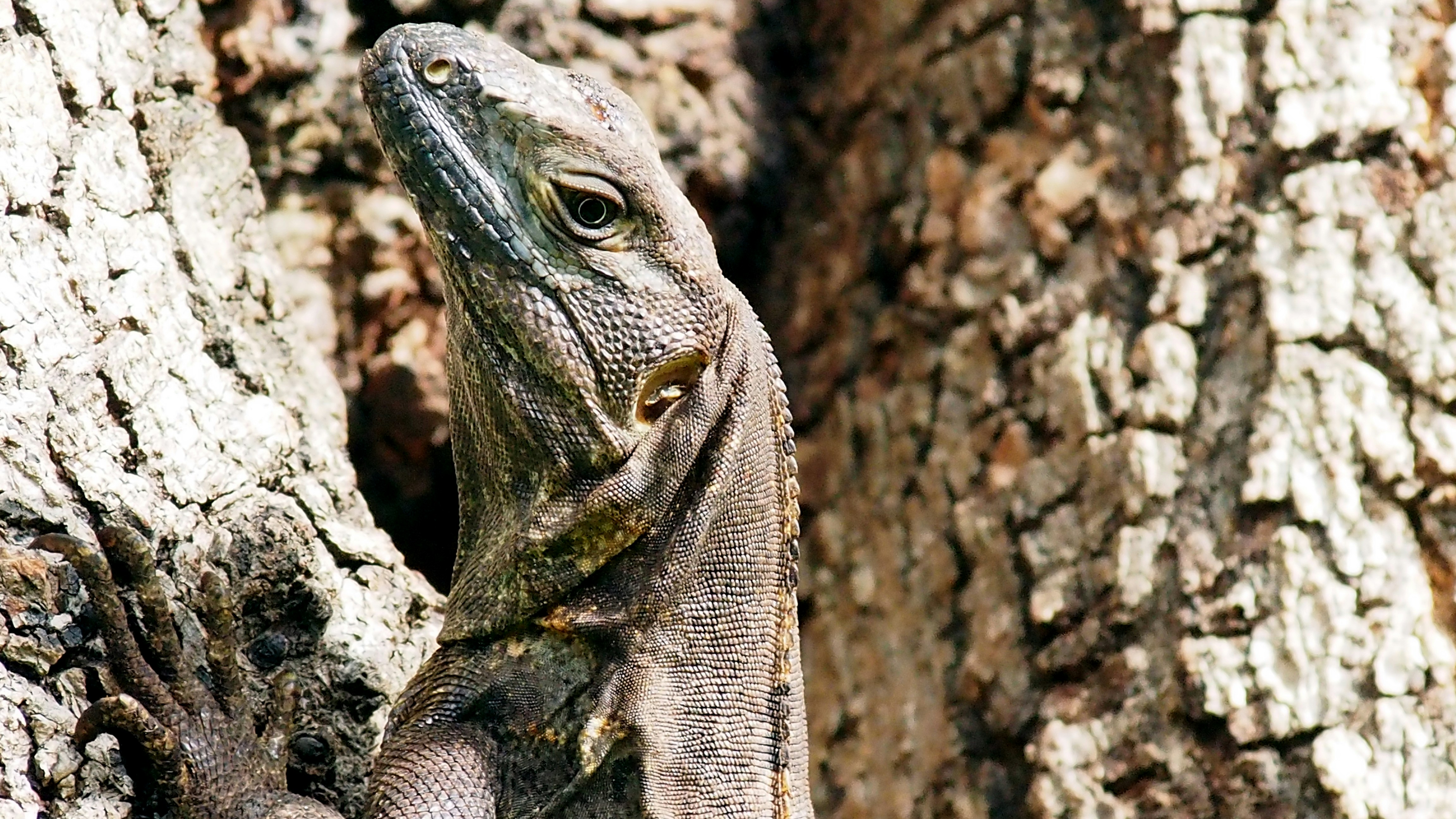 Close-up photograph of a lizard clinging to a rough tree trunk, highlighting textured scales and eye detail.
