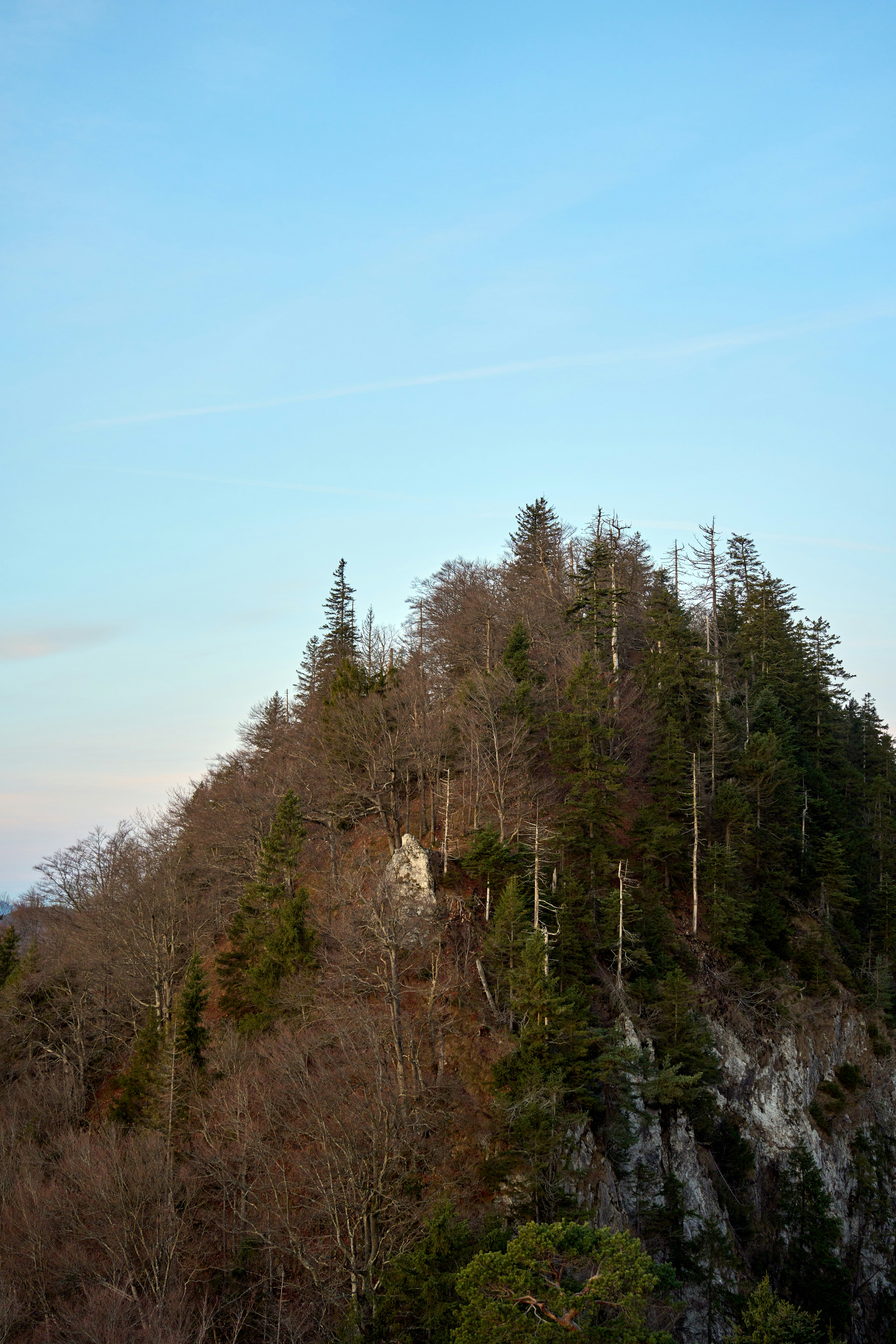 Cliffside Pines Reaching Toward a Quiet Sky