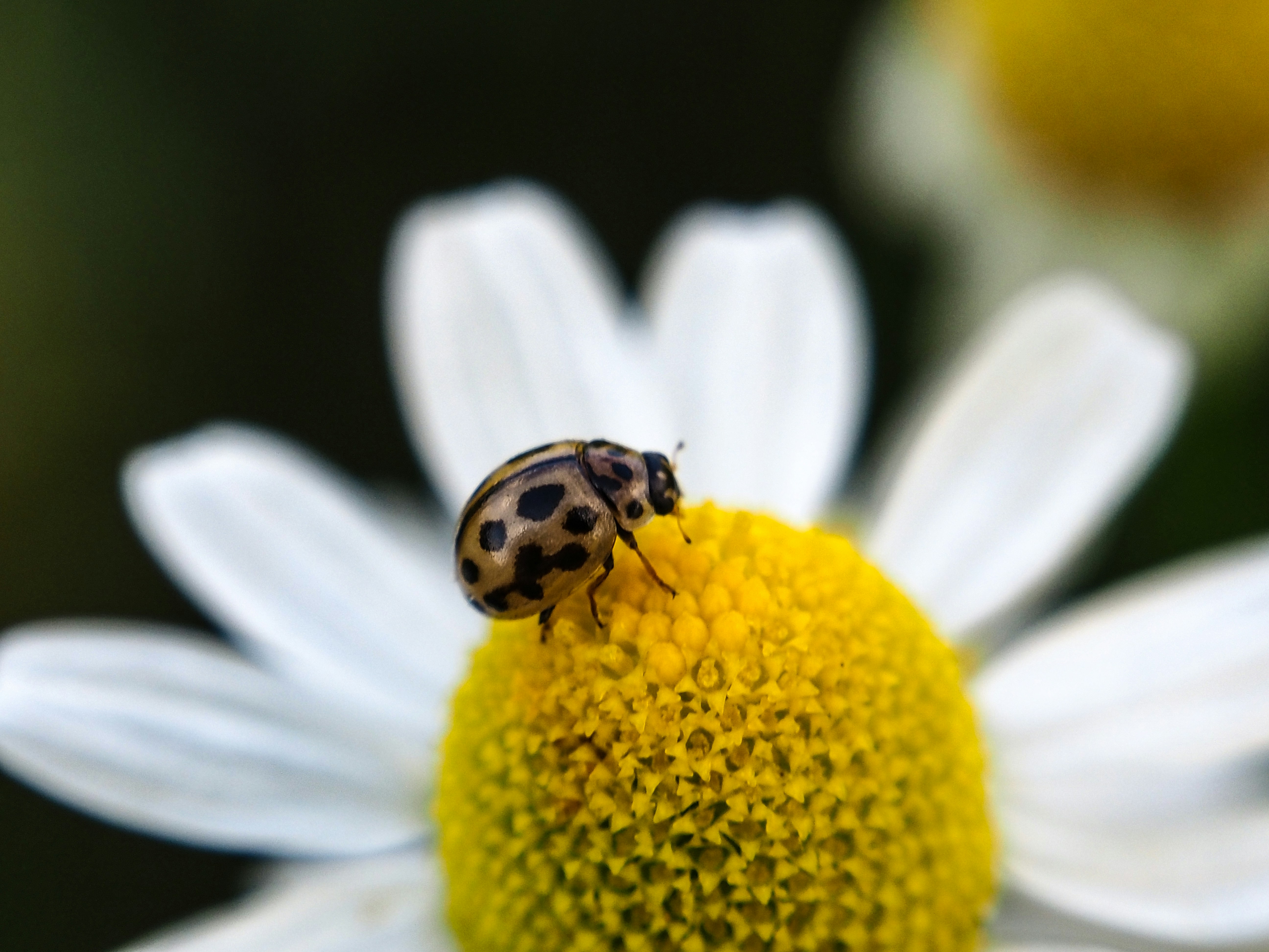 Photo by Lidia Stawinska with Olympus OM-D E-M10 Mark IV