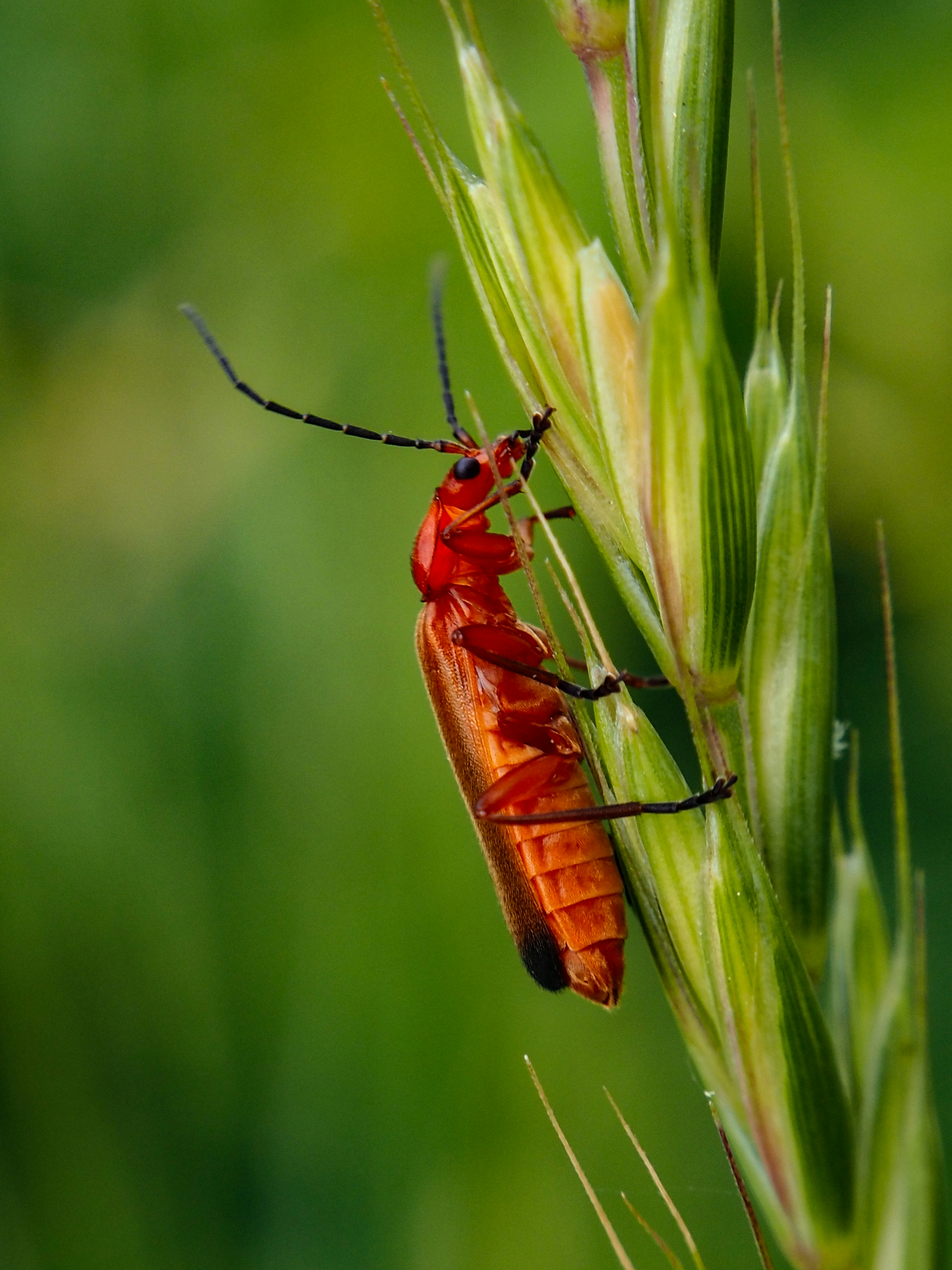 Foto Un primer plano de un insecto en una planta – Imagen Polonia ...