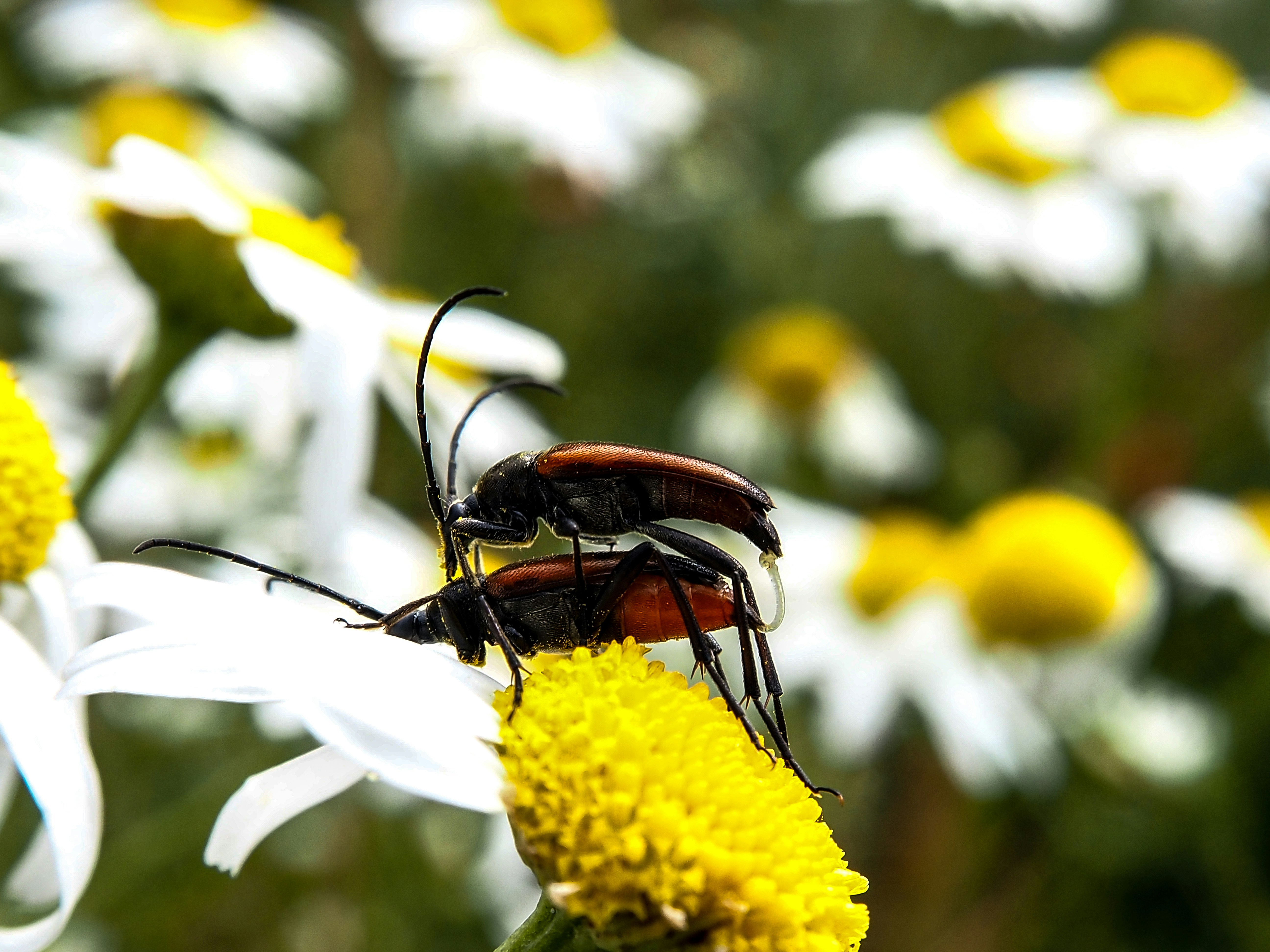 A couple of bugs sitting on top of a yellow flower photo – Free Poland ...