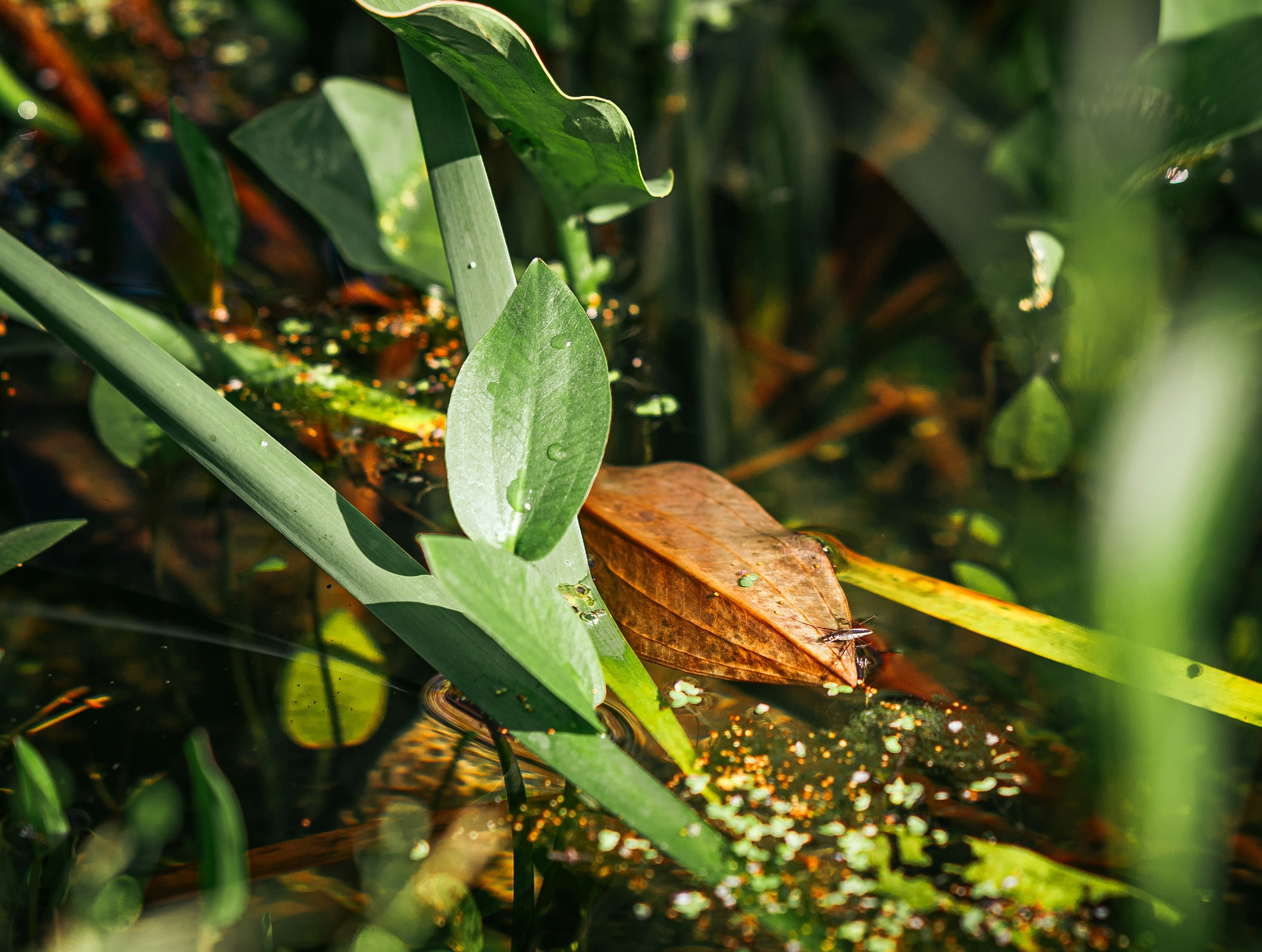 Photo by Ian Edokov with Sony Alpha 7 II