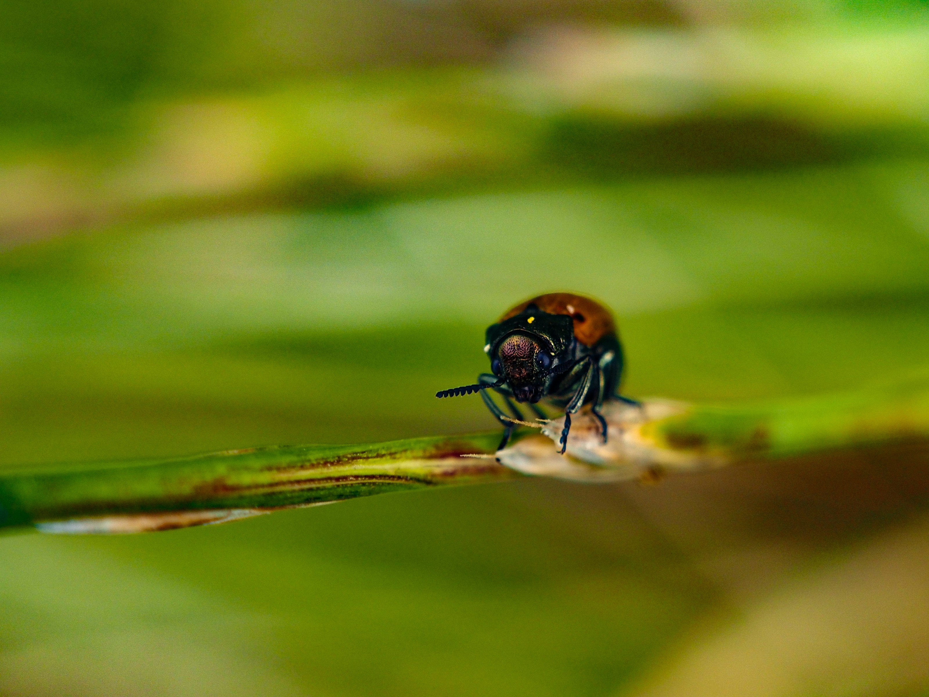 Un insecto sentado encima de una hoja verde foto – Imagen de Voivodato ...