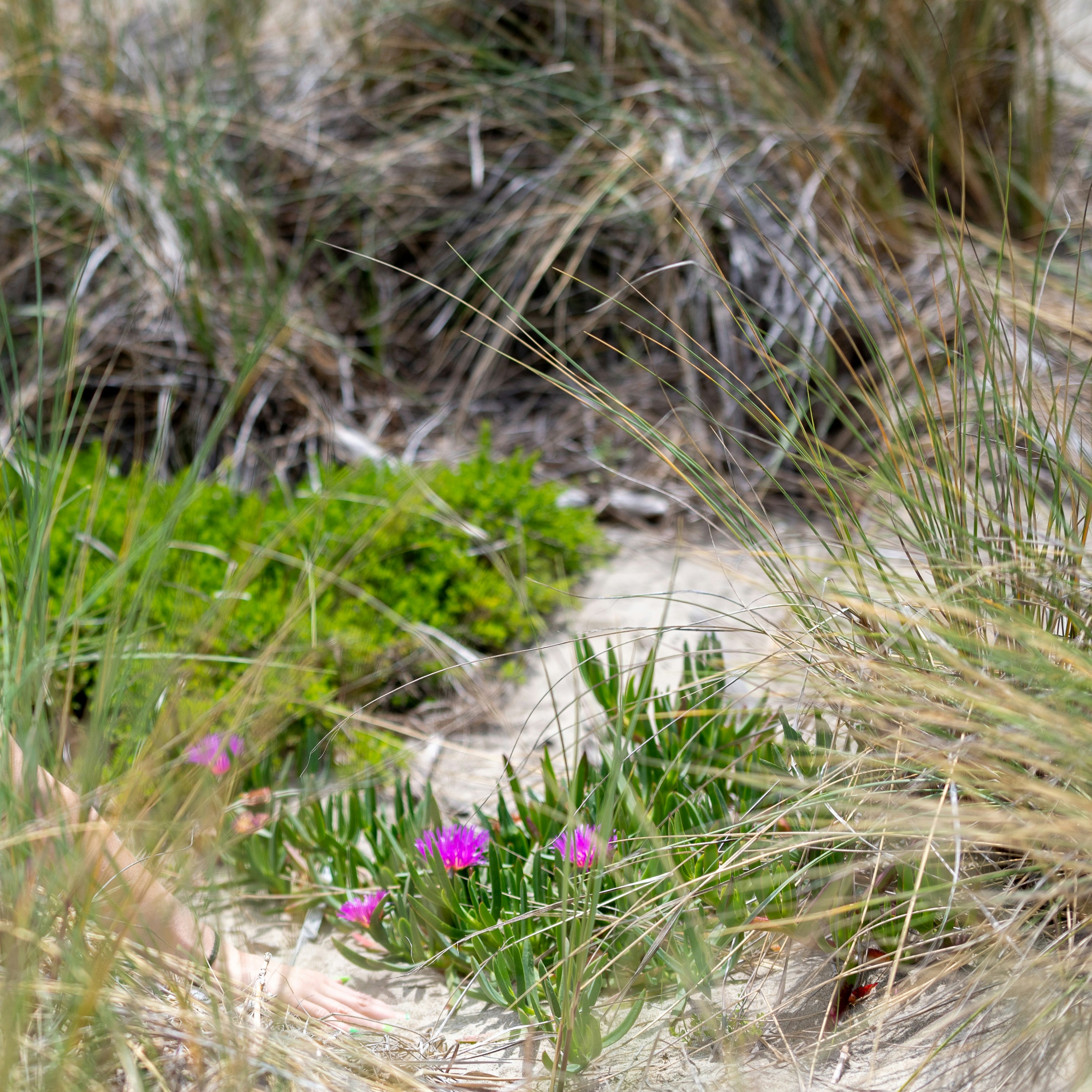 Pink blossoms amid dune grasses in coastal sand garden