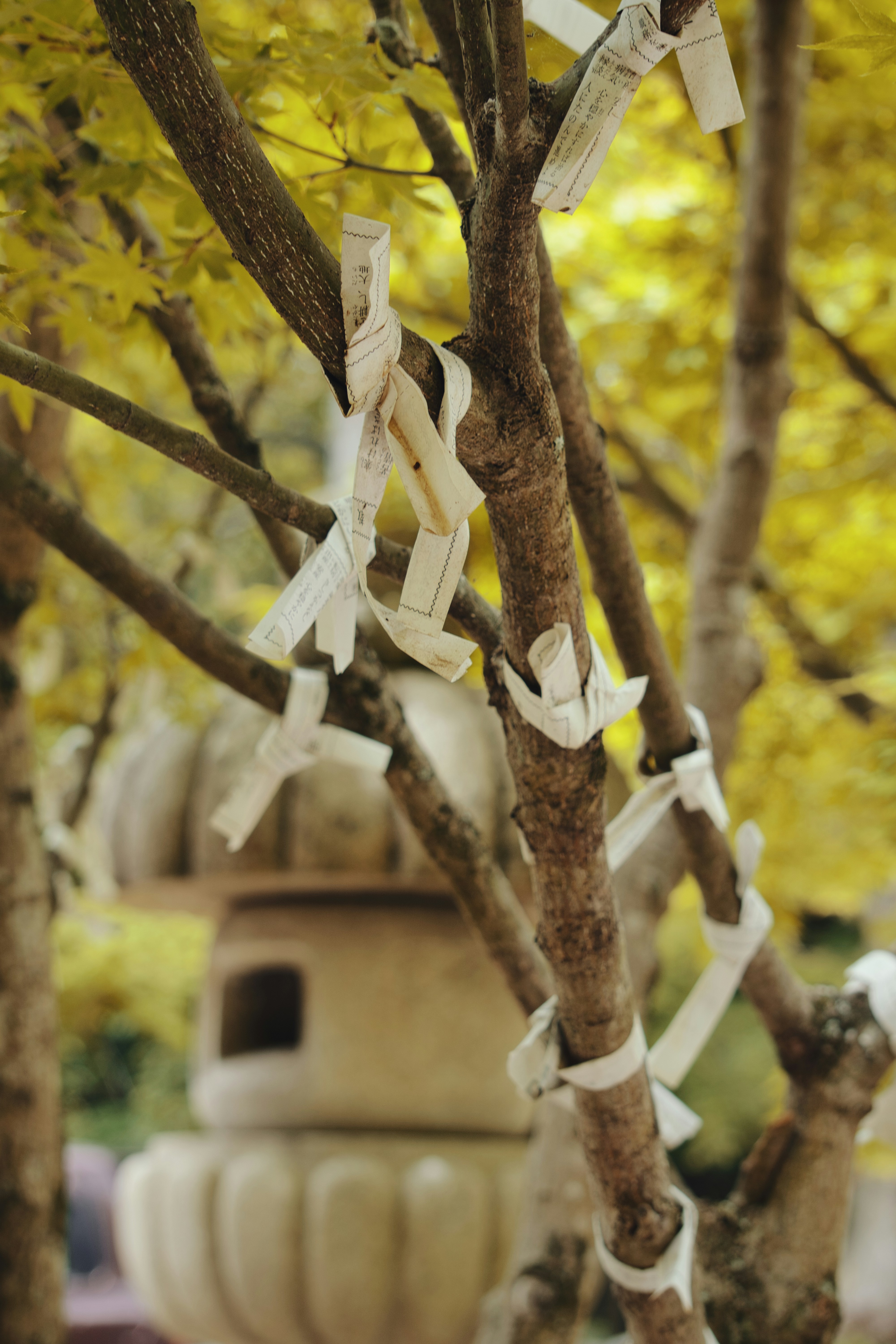 A tree with several pieces of paper taped to it photo – Free Tree Image ...