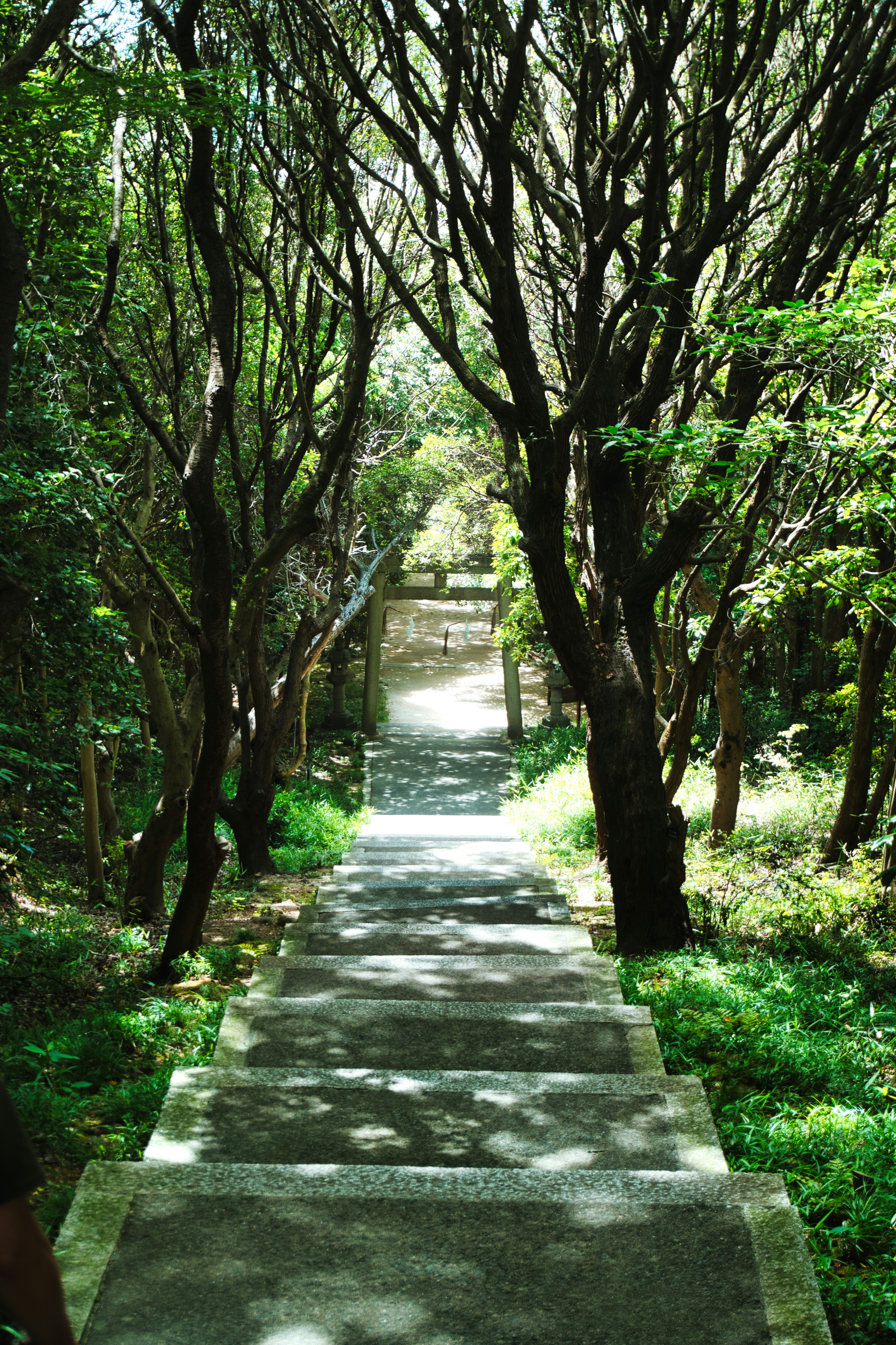 Un chemin dans un parc bordé d’arbres photo – Photo Chemin Gratuite sur ...