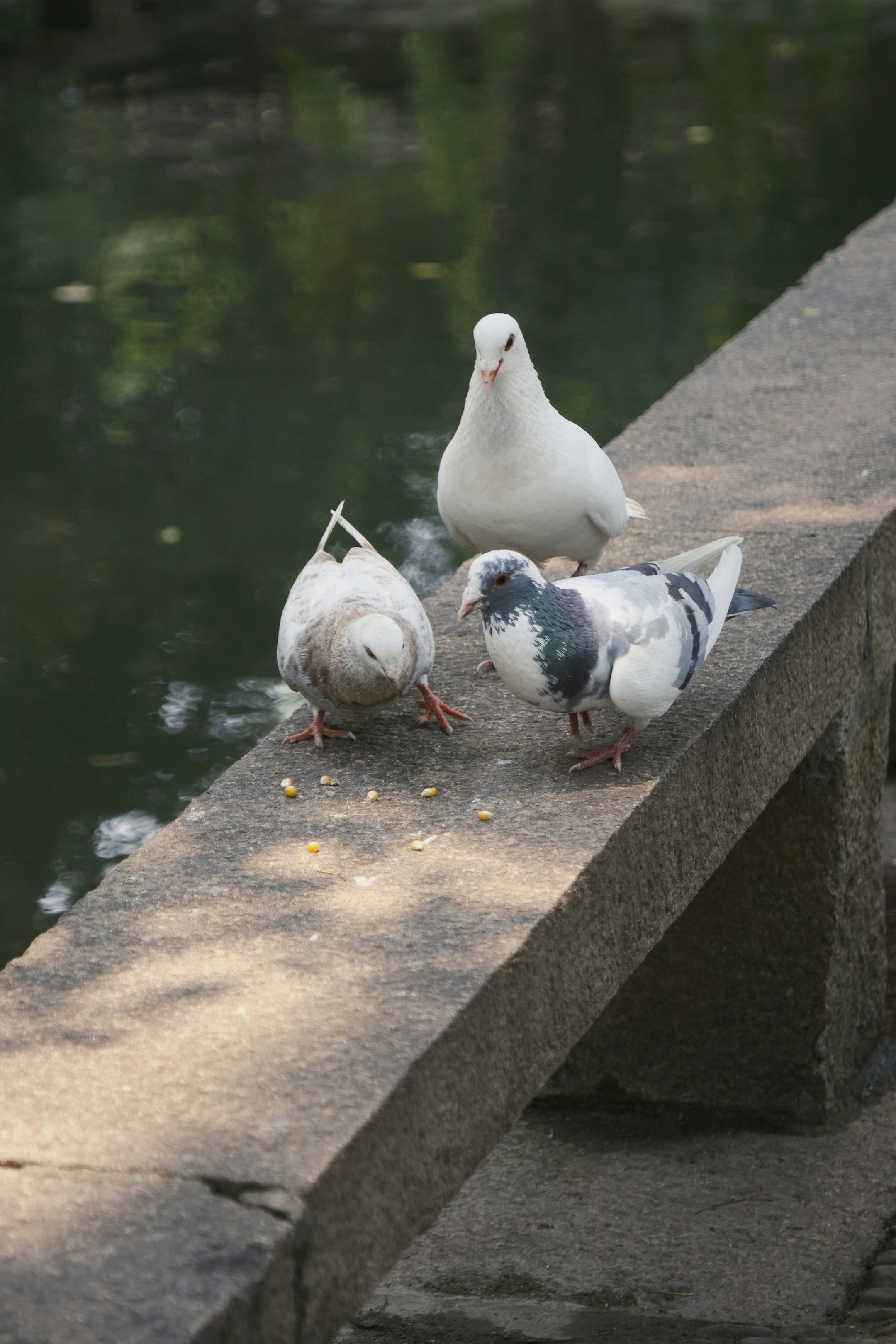 Trio on the Riverside Ledge: Pigeons Paused by Sunlit Concrete