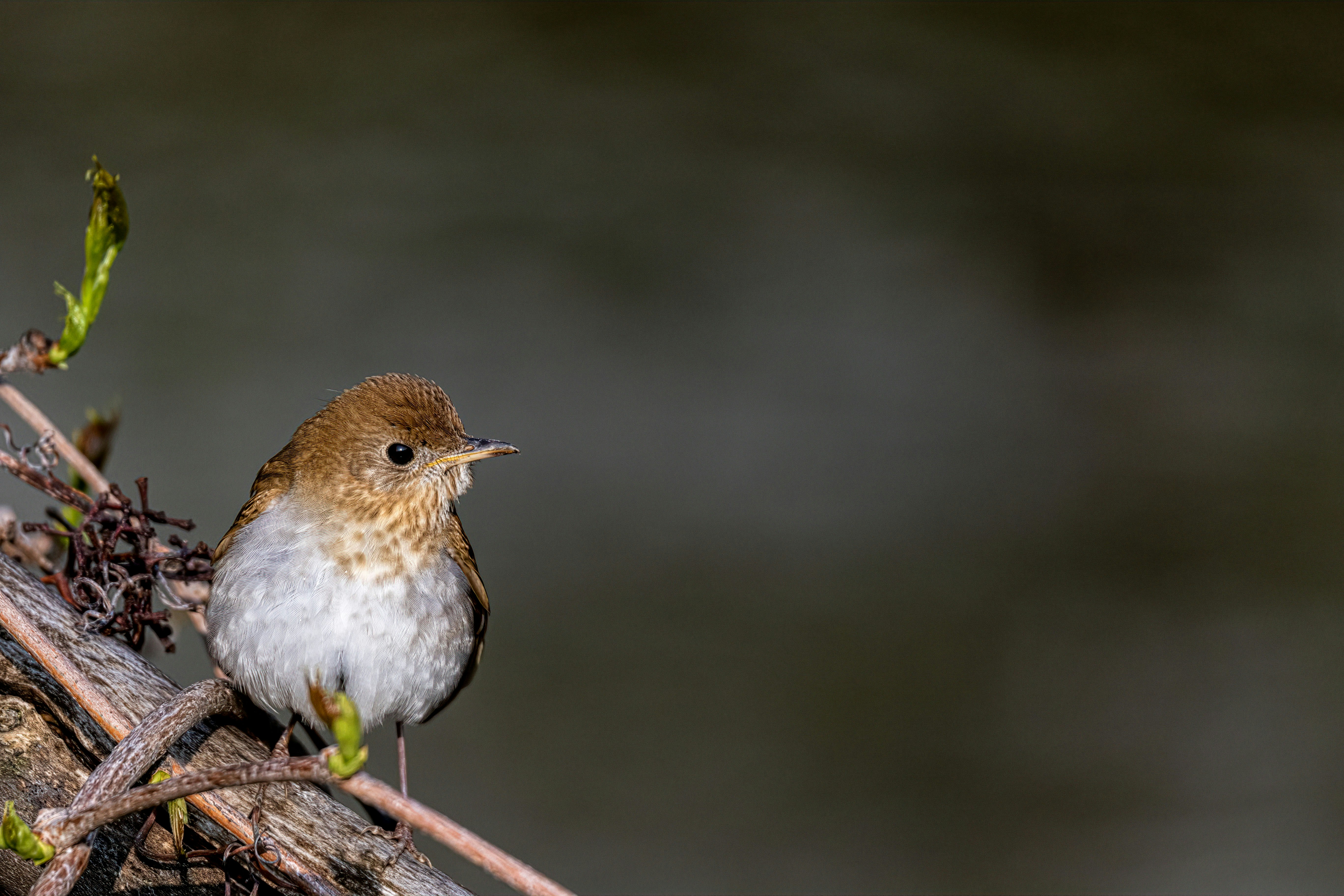 Tiny Songbird on a Branch: A Quiet Moment by the River