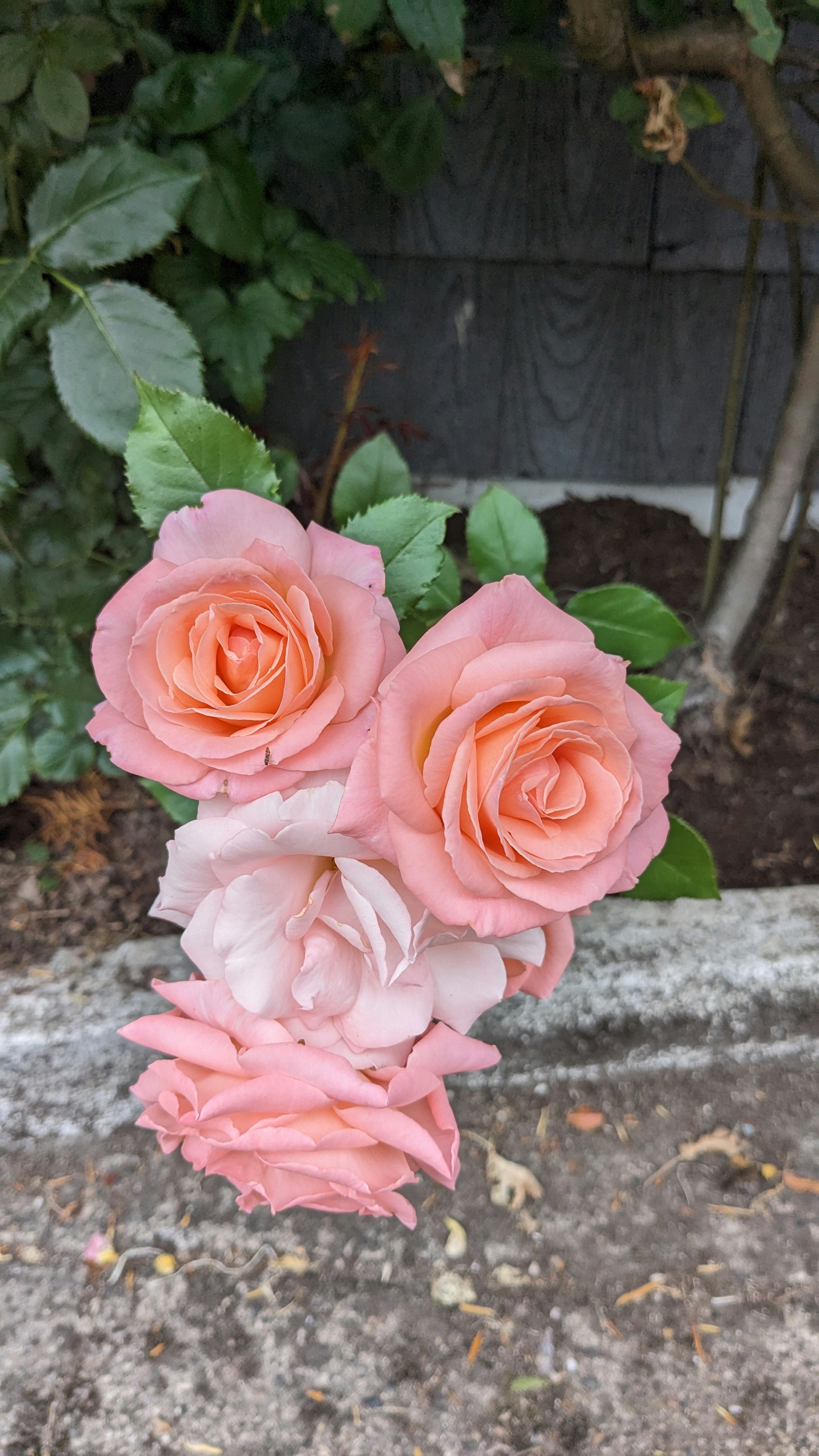 A bunch of pink roses sitting on top of a sidewalk photo – Free Flower ...
