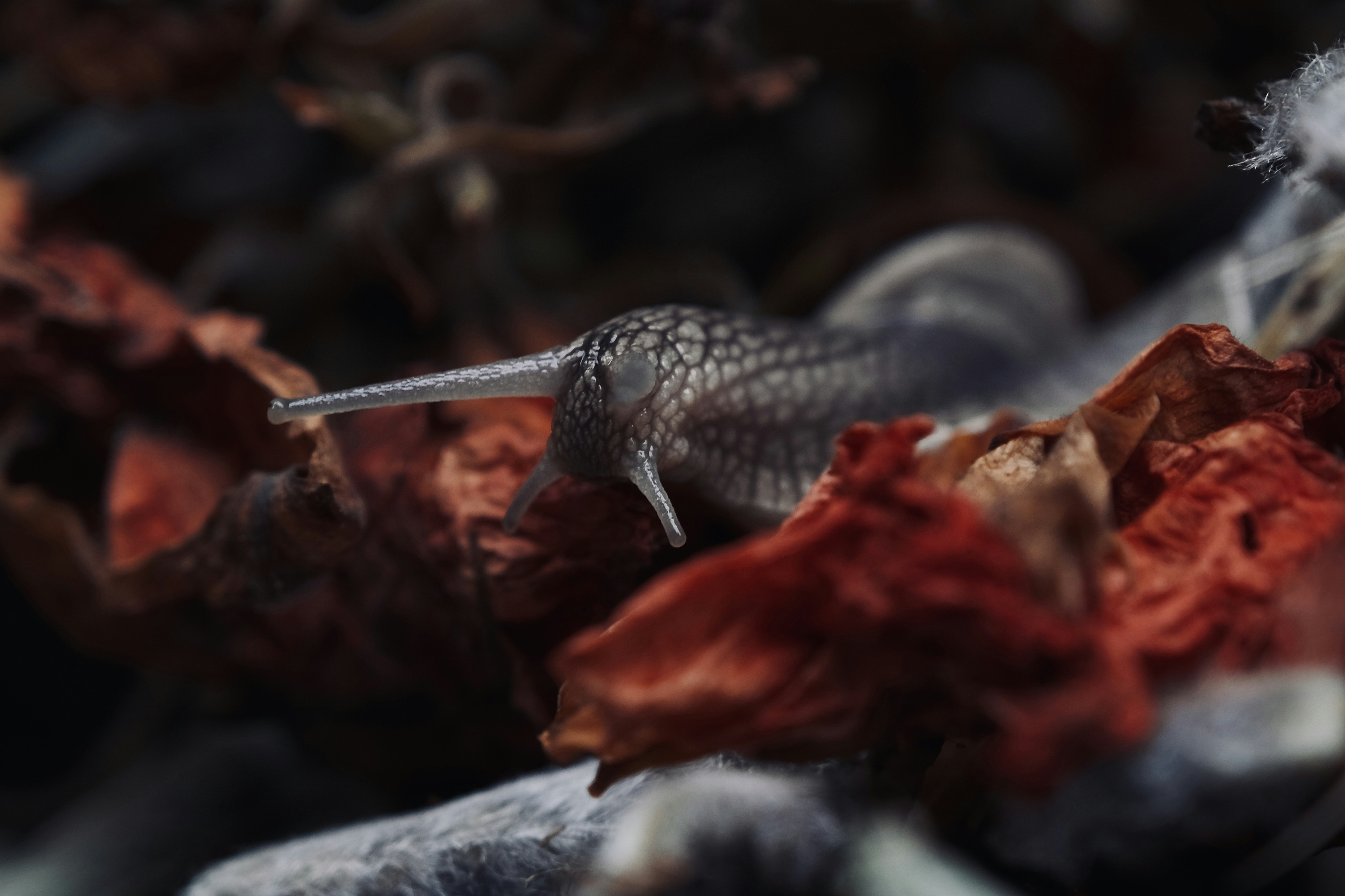 Ember-Carpet Glide: A Grove Snail Traverses Autumn Leaves