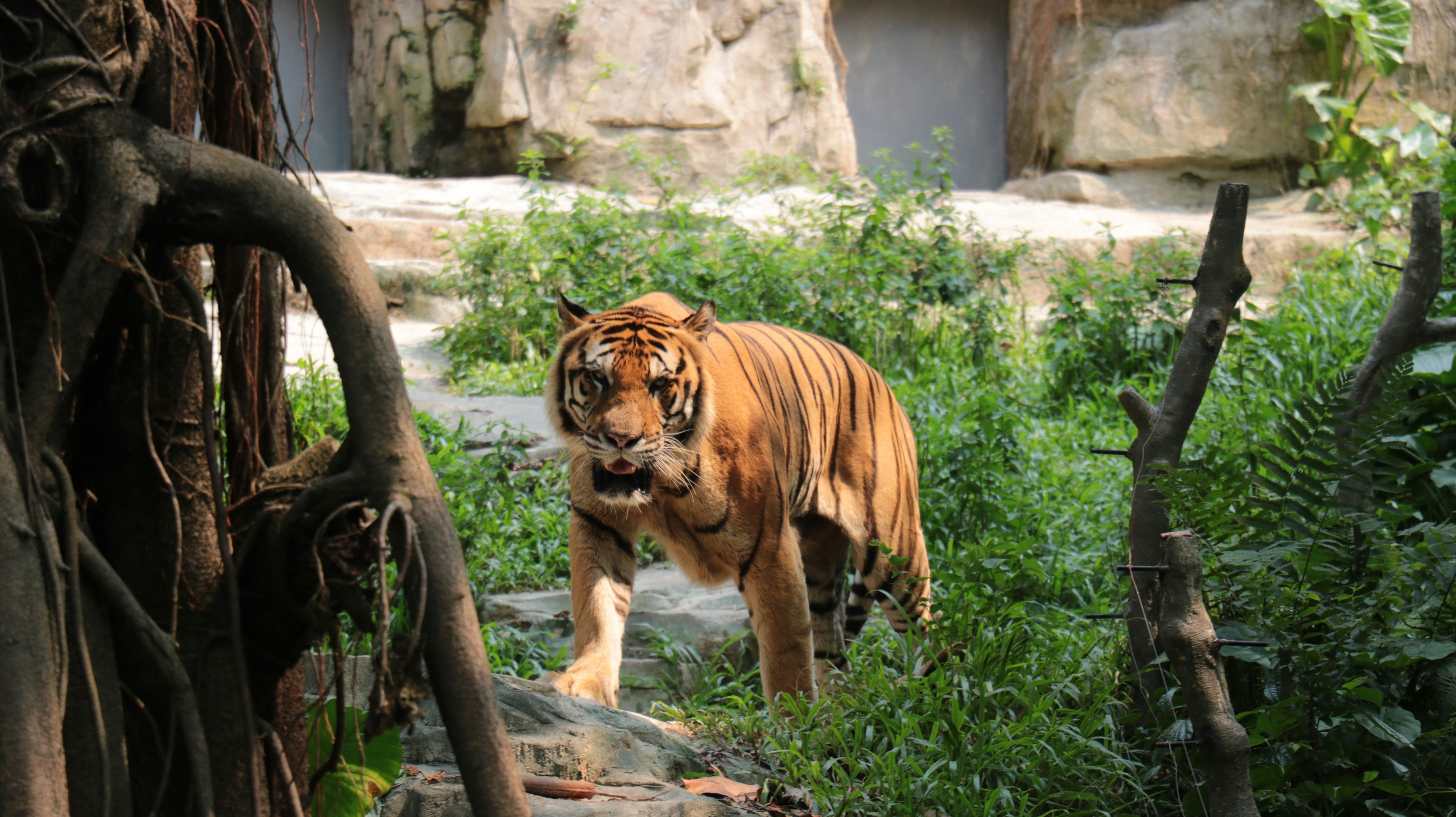 A large tiger walking through a lush green forest photo – Free Tiger ...