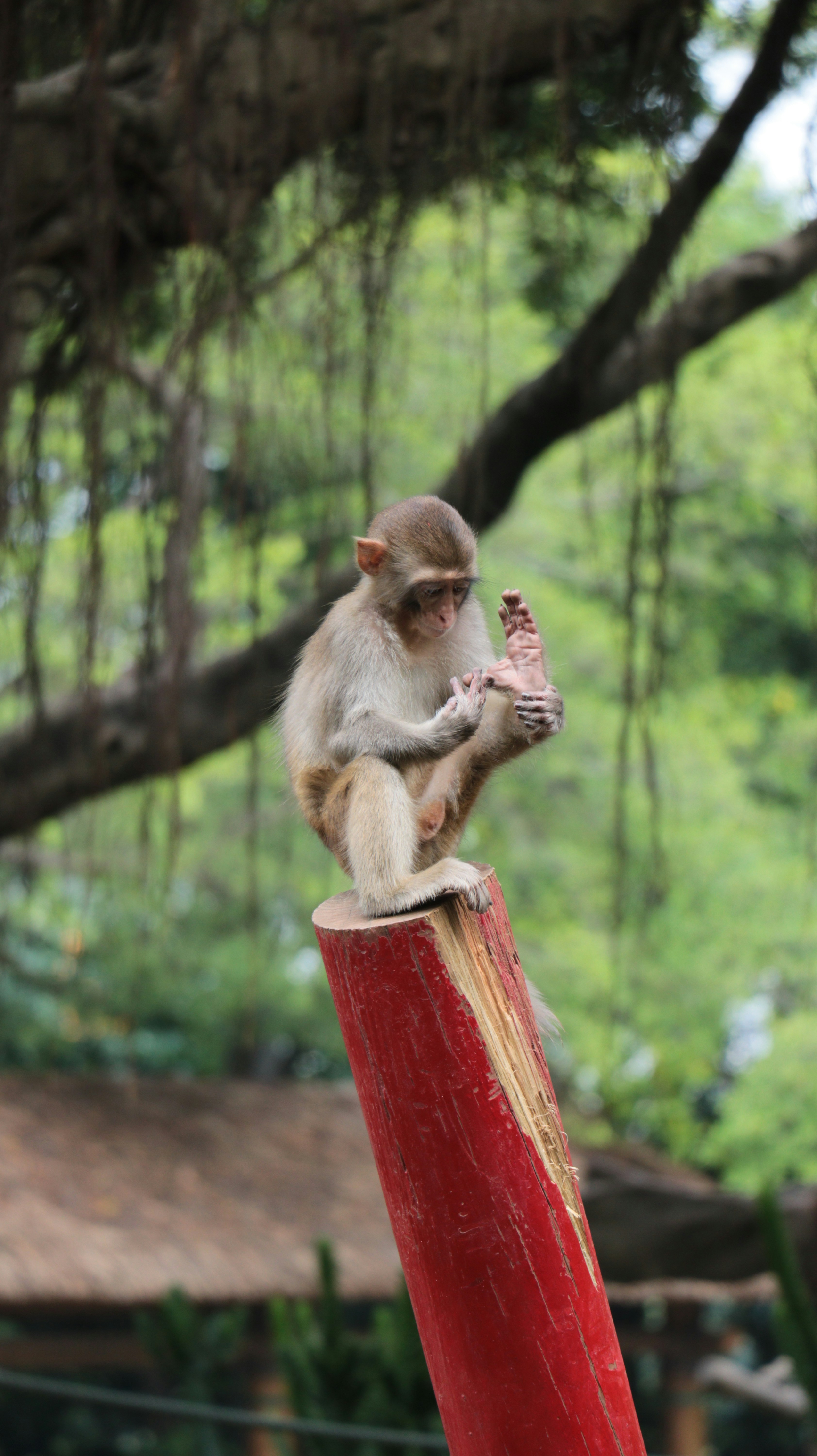 A small monkey sitting on top of a wooden post photo – Free Zoom ...