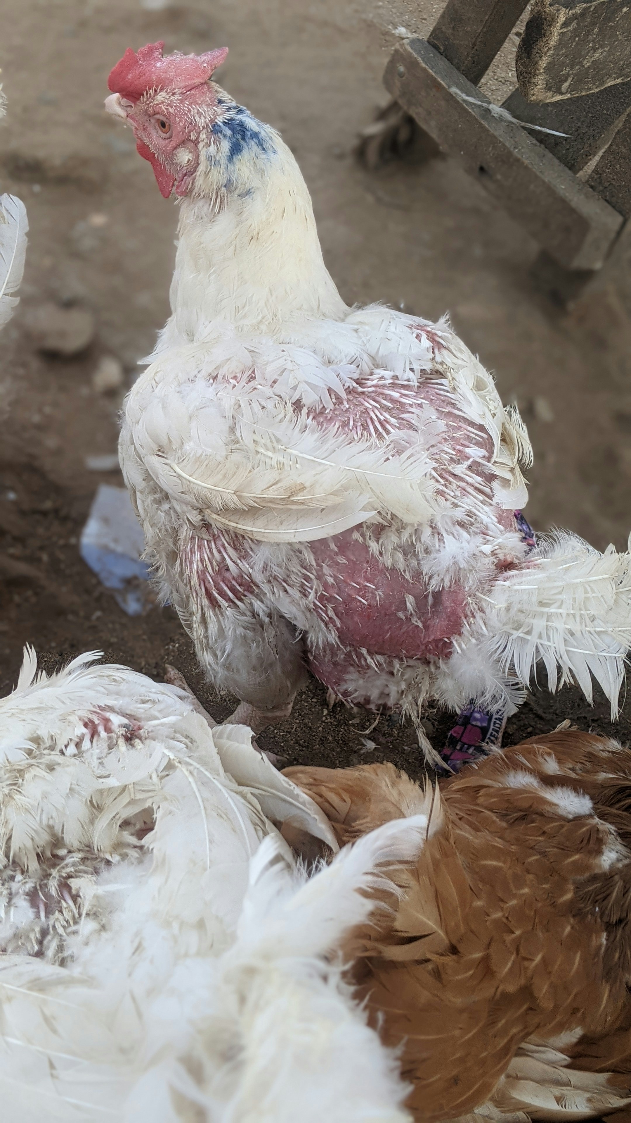 Patchwork in the Dust: A Weathered White Hen Among Feathers and Scars