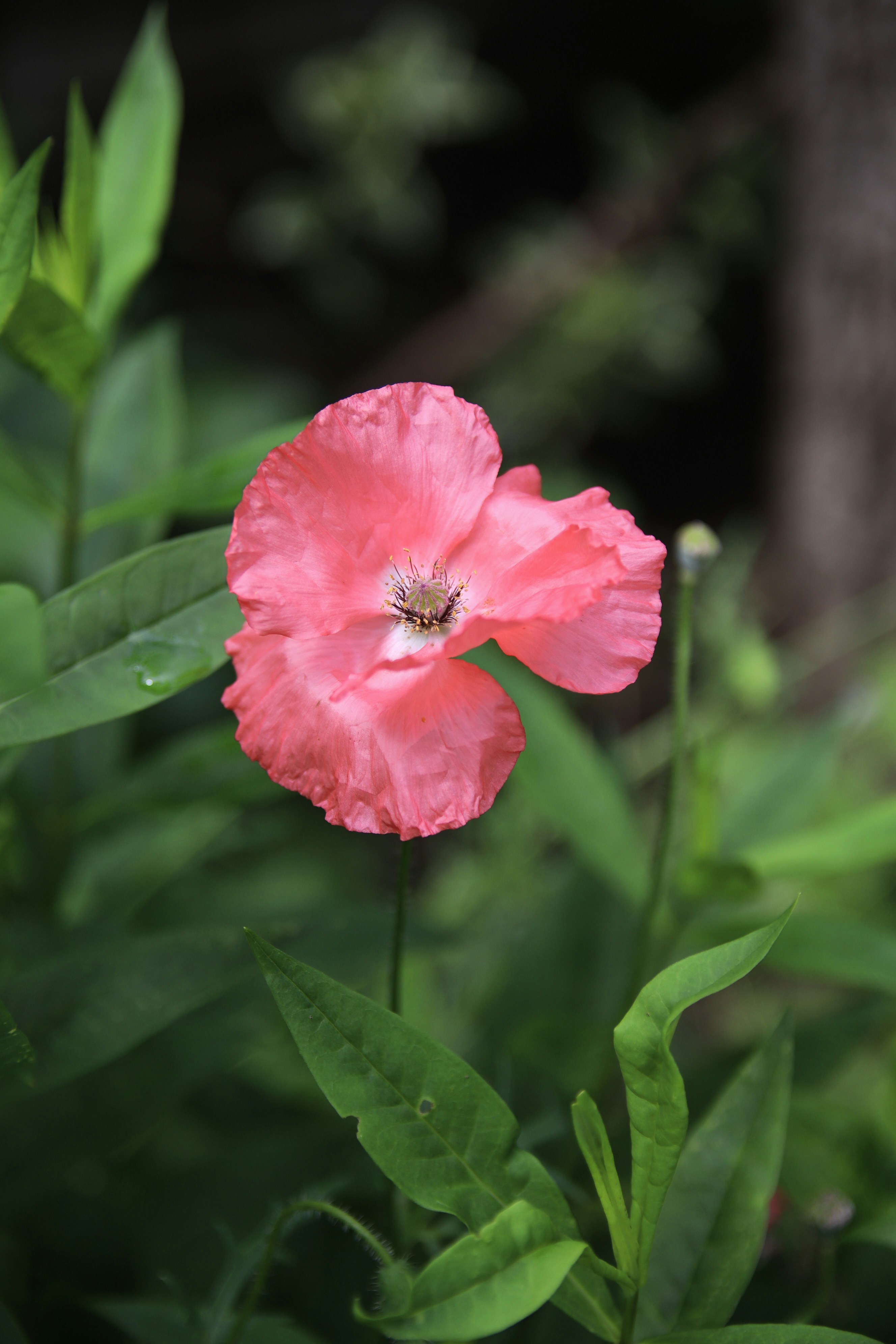 Coral Poppy in a Quiet Garden Portrait