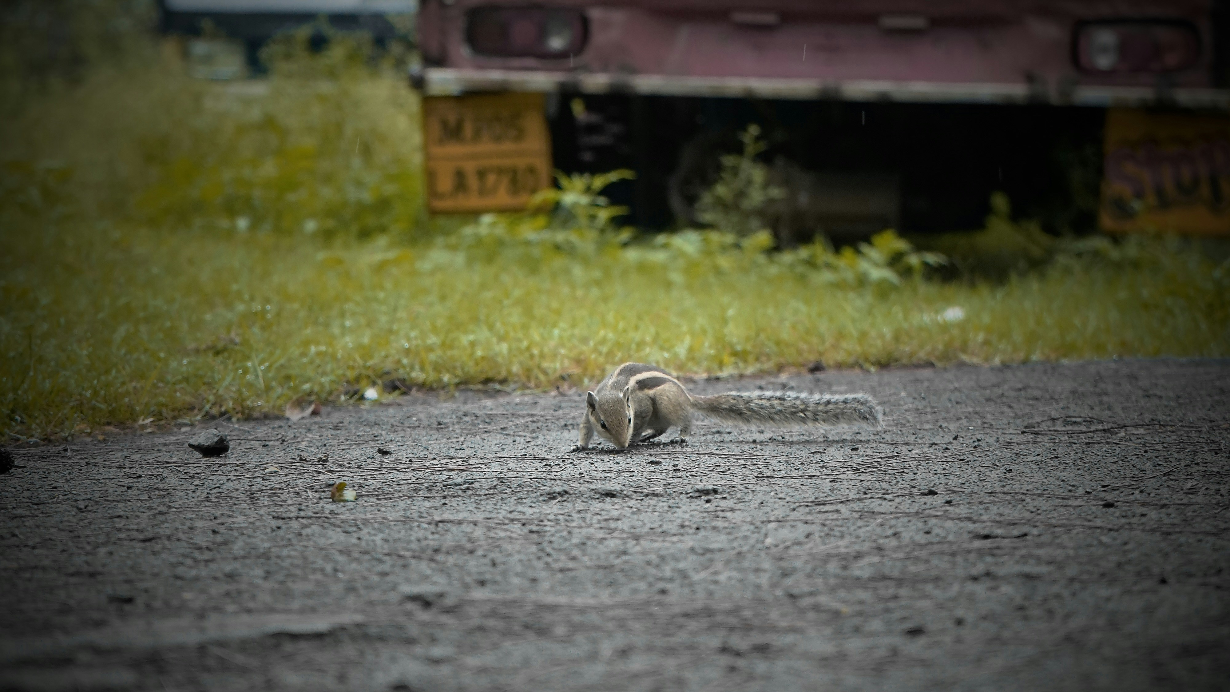 Squirrel on a Gravel Stage, Framed by Distant Rust and Yellow Signs