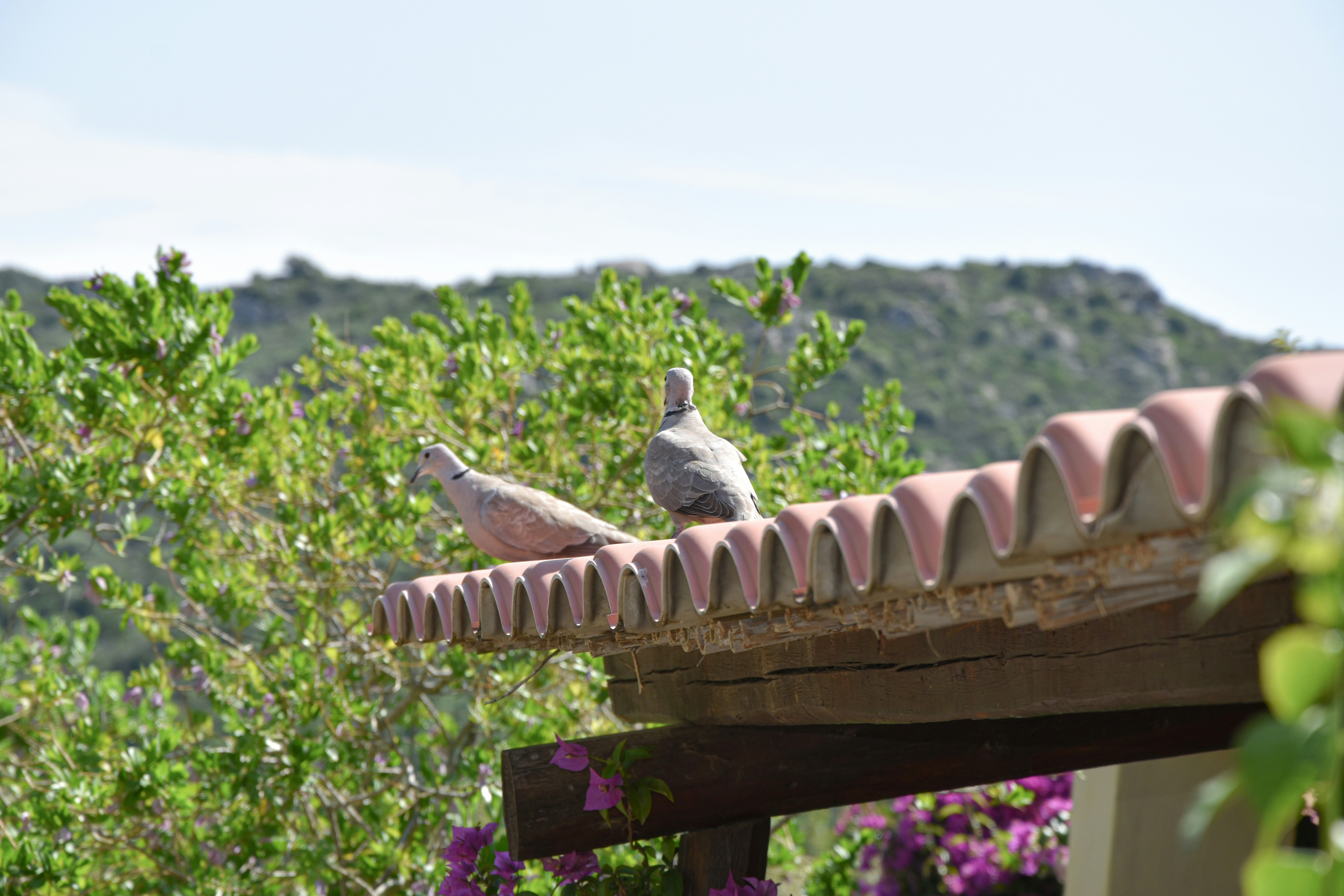 Photo by Mauro Angeli with Nikon D3500