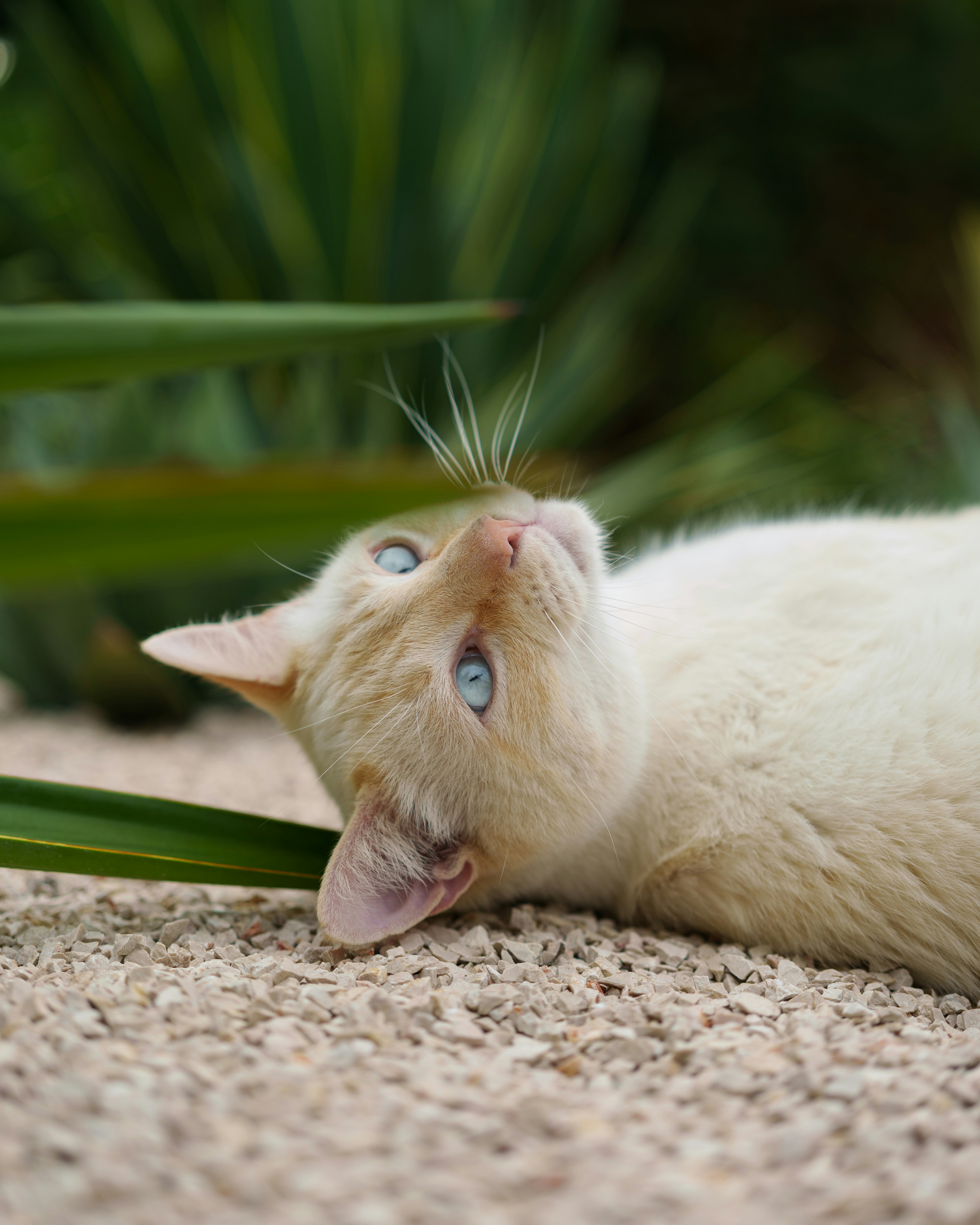 Azure Gaze Beneath a Leafy Canopy: Cream Cat at Rest
