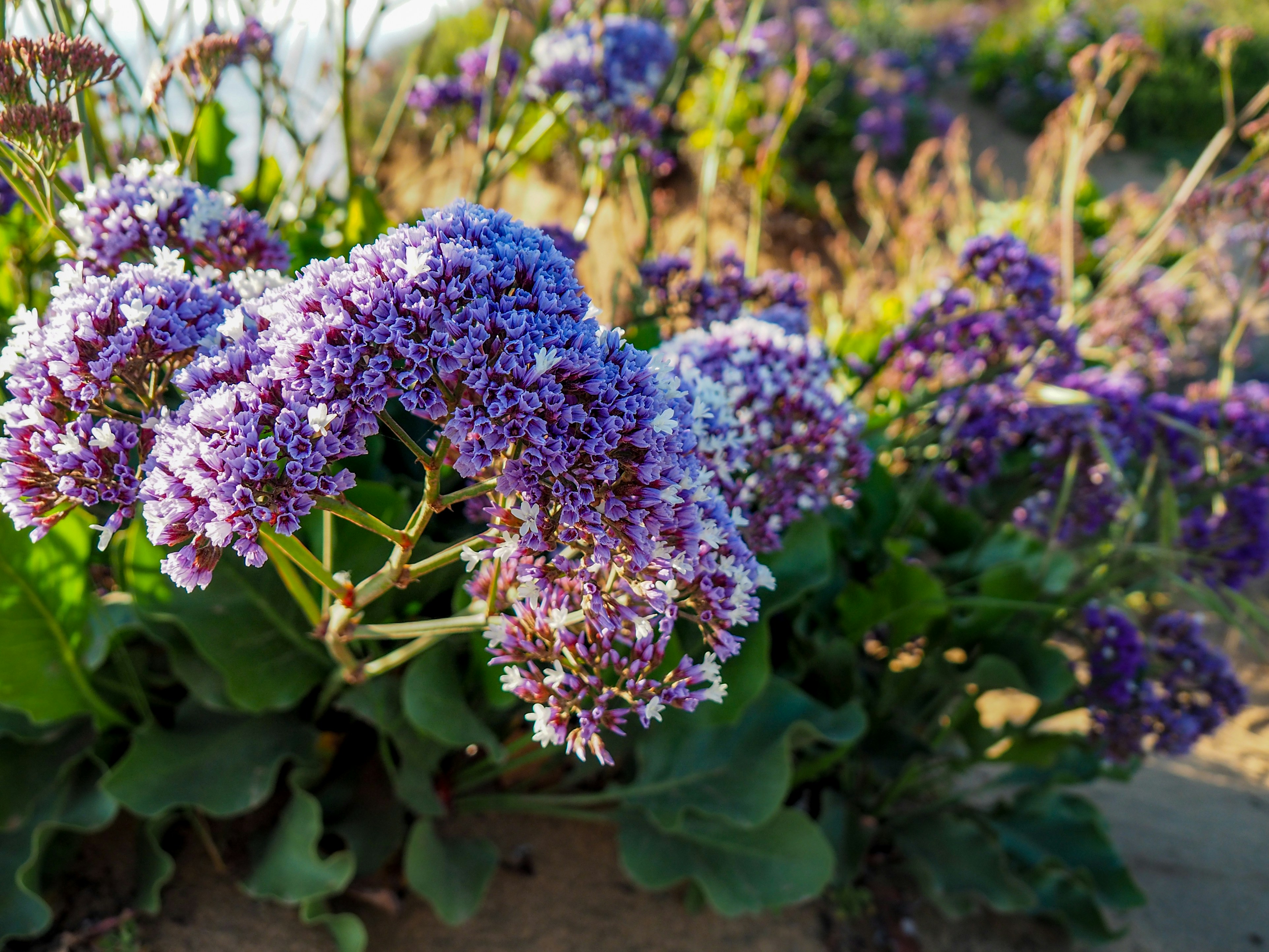 Purple flowers during sunset