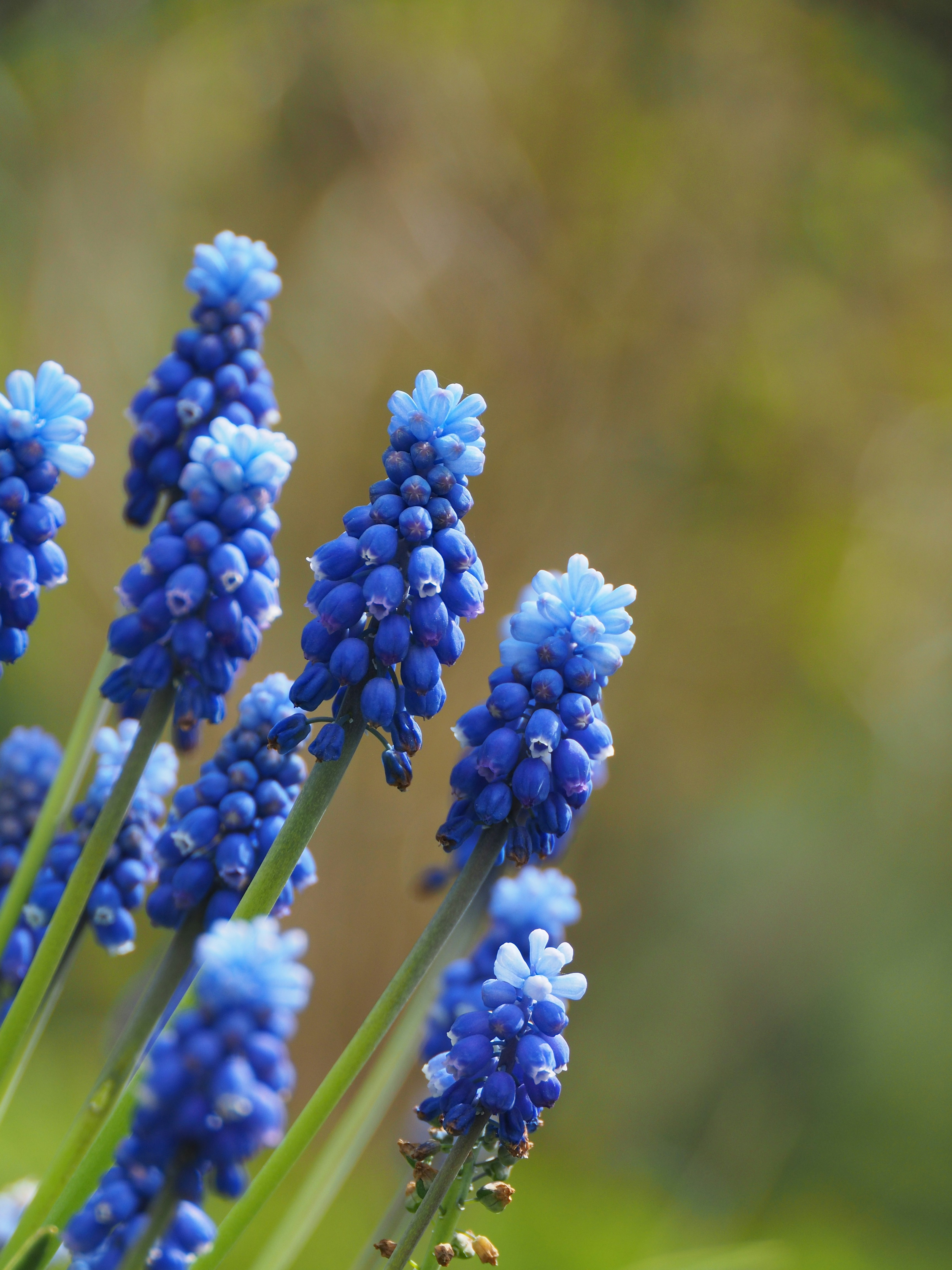 Indigo Fingers in Spring Light: Close-Up of Grape Hyacinths