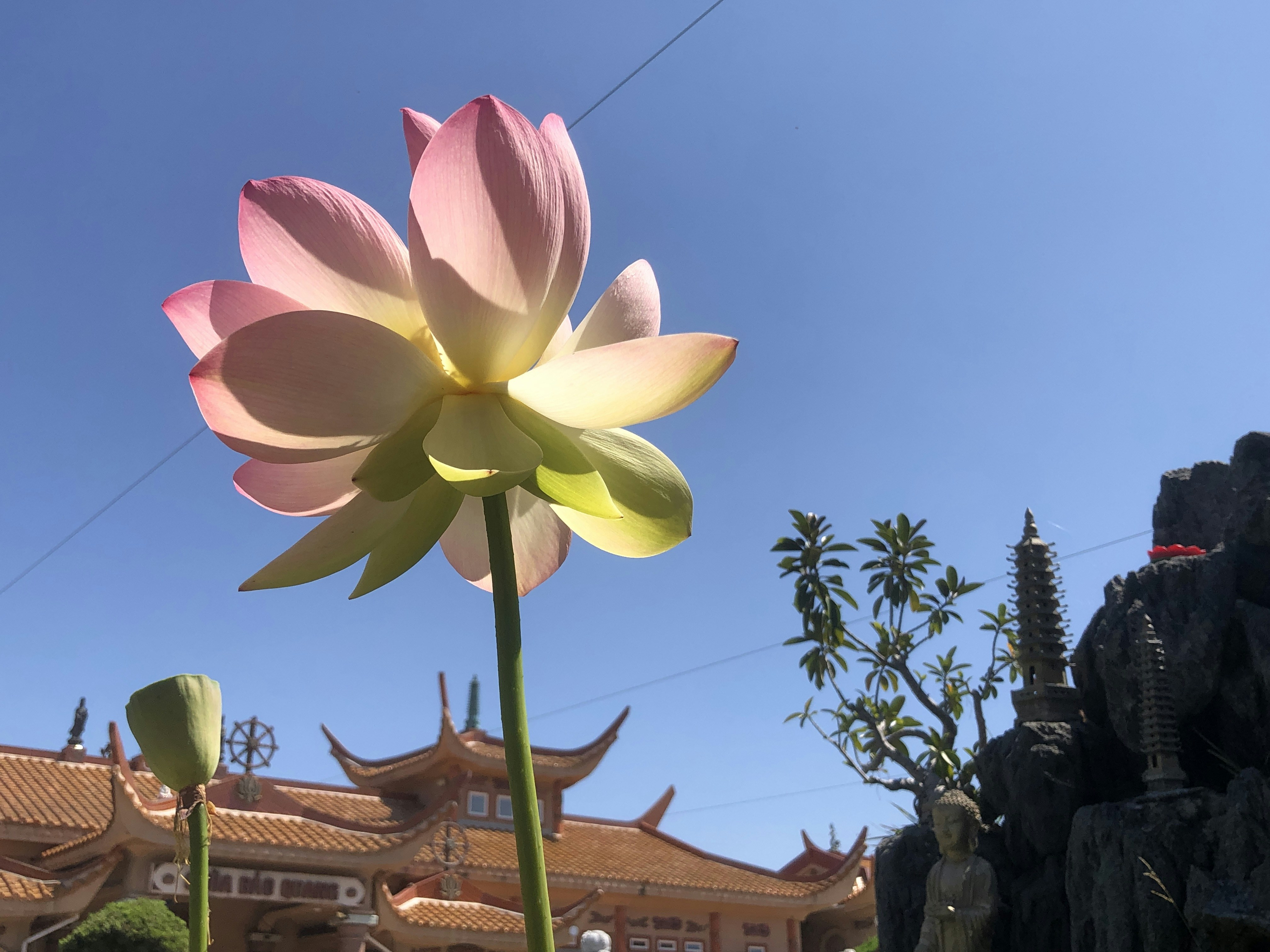 Lotus Over Temple Roofs: Pink Bloom Framing a Blue Sky
