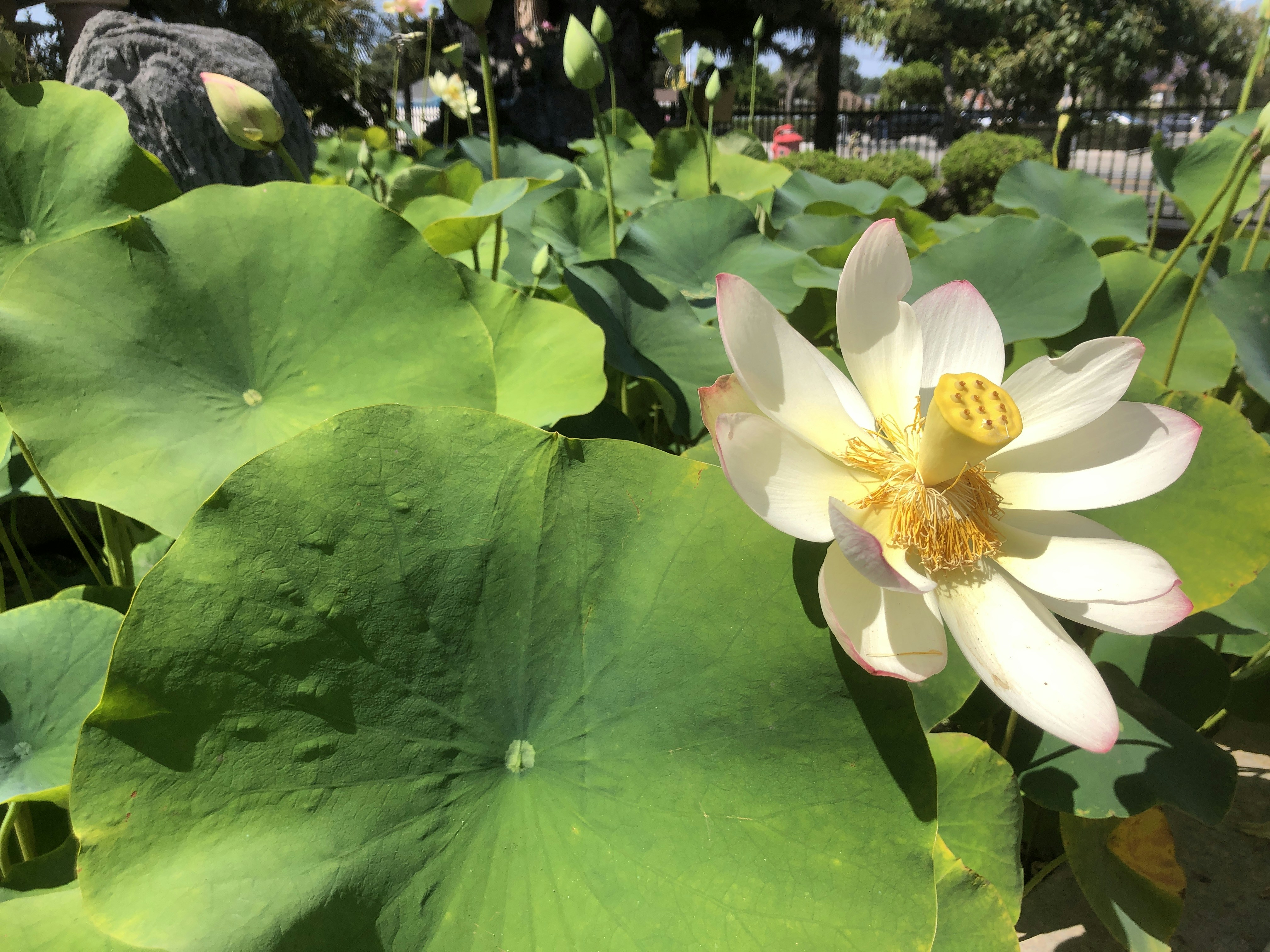 White Lotus Bloom Framed by Emerald Leaves