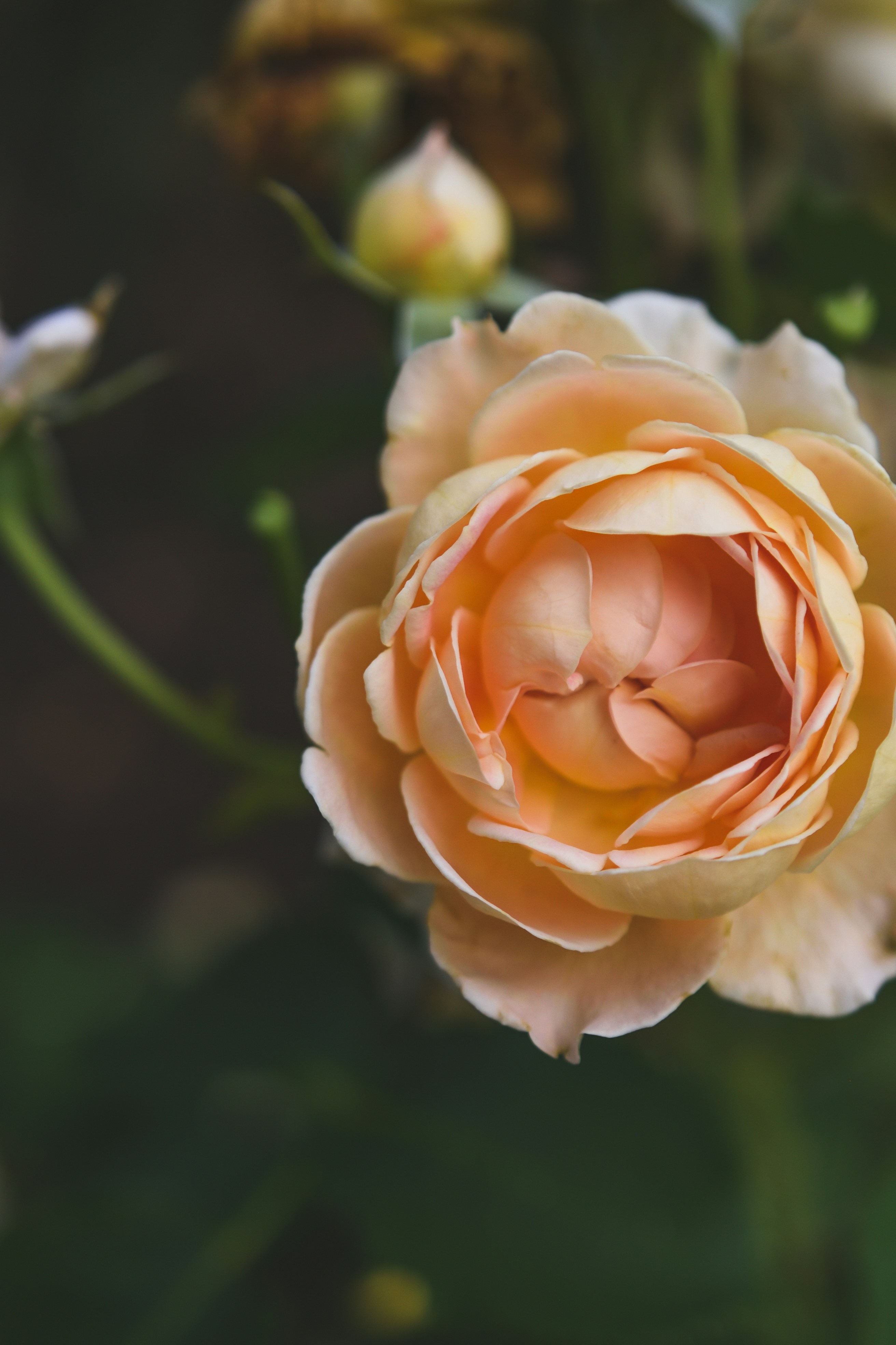 Petal Centered Glow: A Peach Rose in Quiet Focus