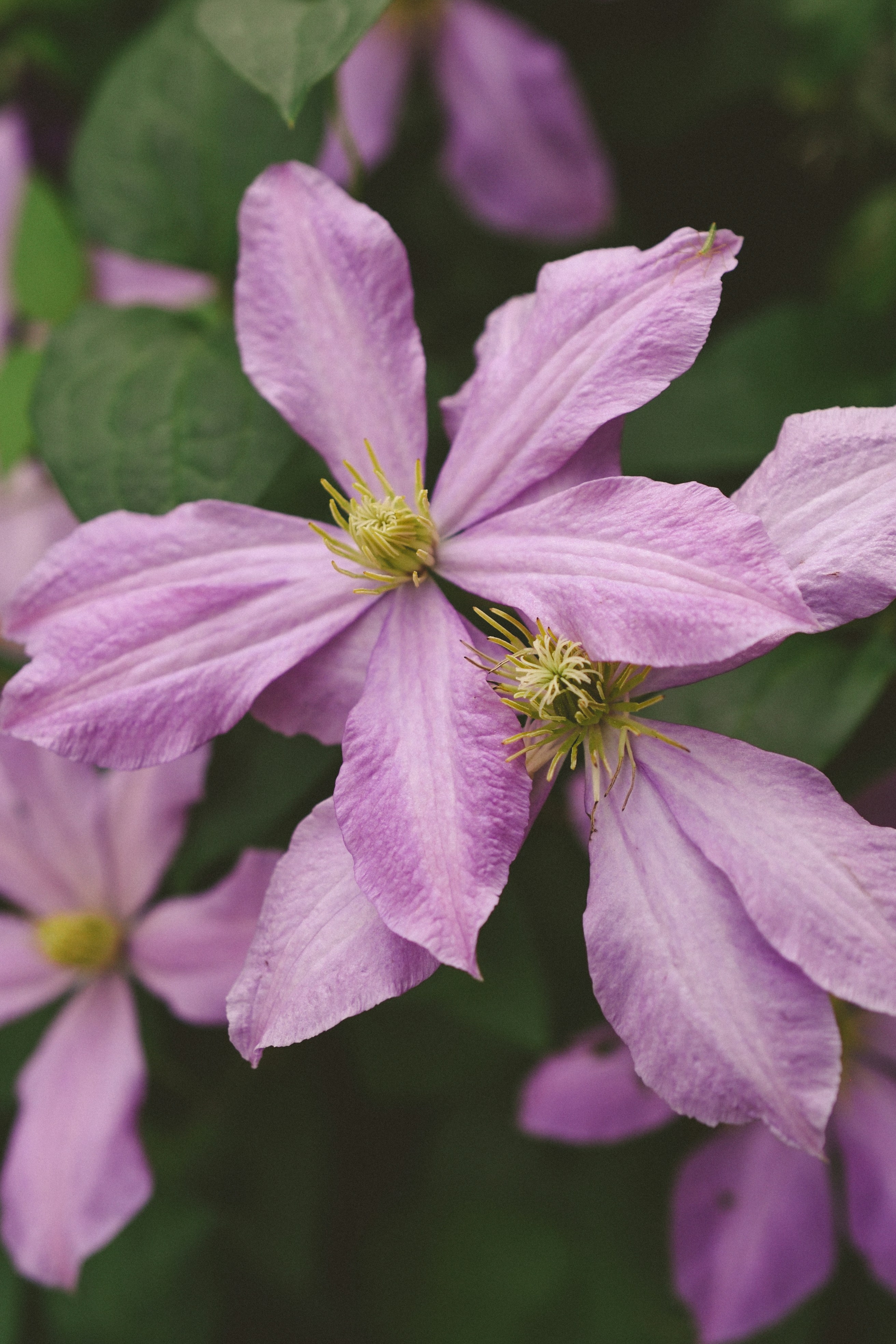 Whispers of Spring: A Floral Embrace