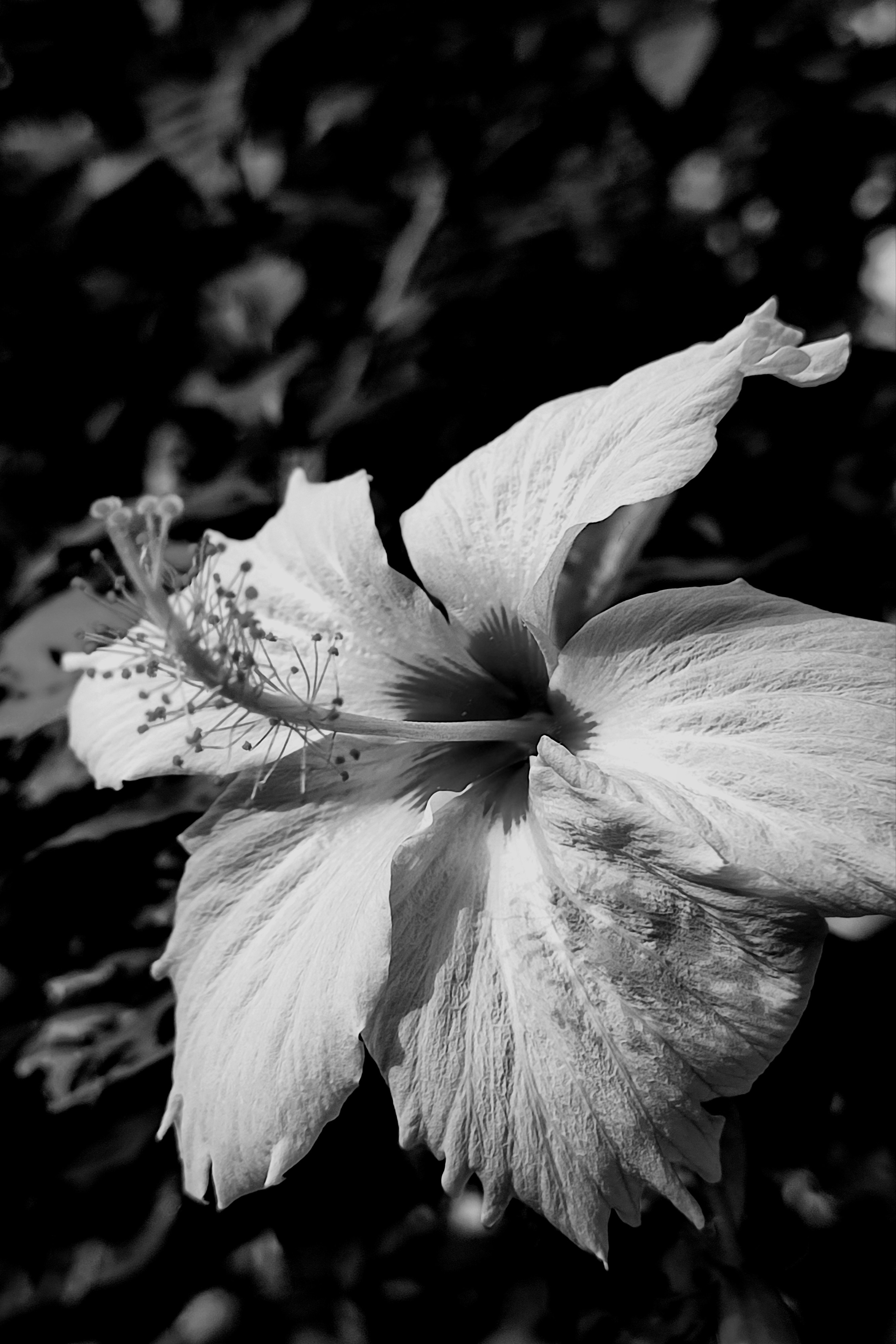 Close-up grayscale photograph of a hibiscus bloom, highlighting textured petals and a prominent stamen against a dark backdrop.