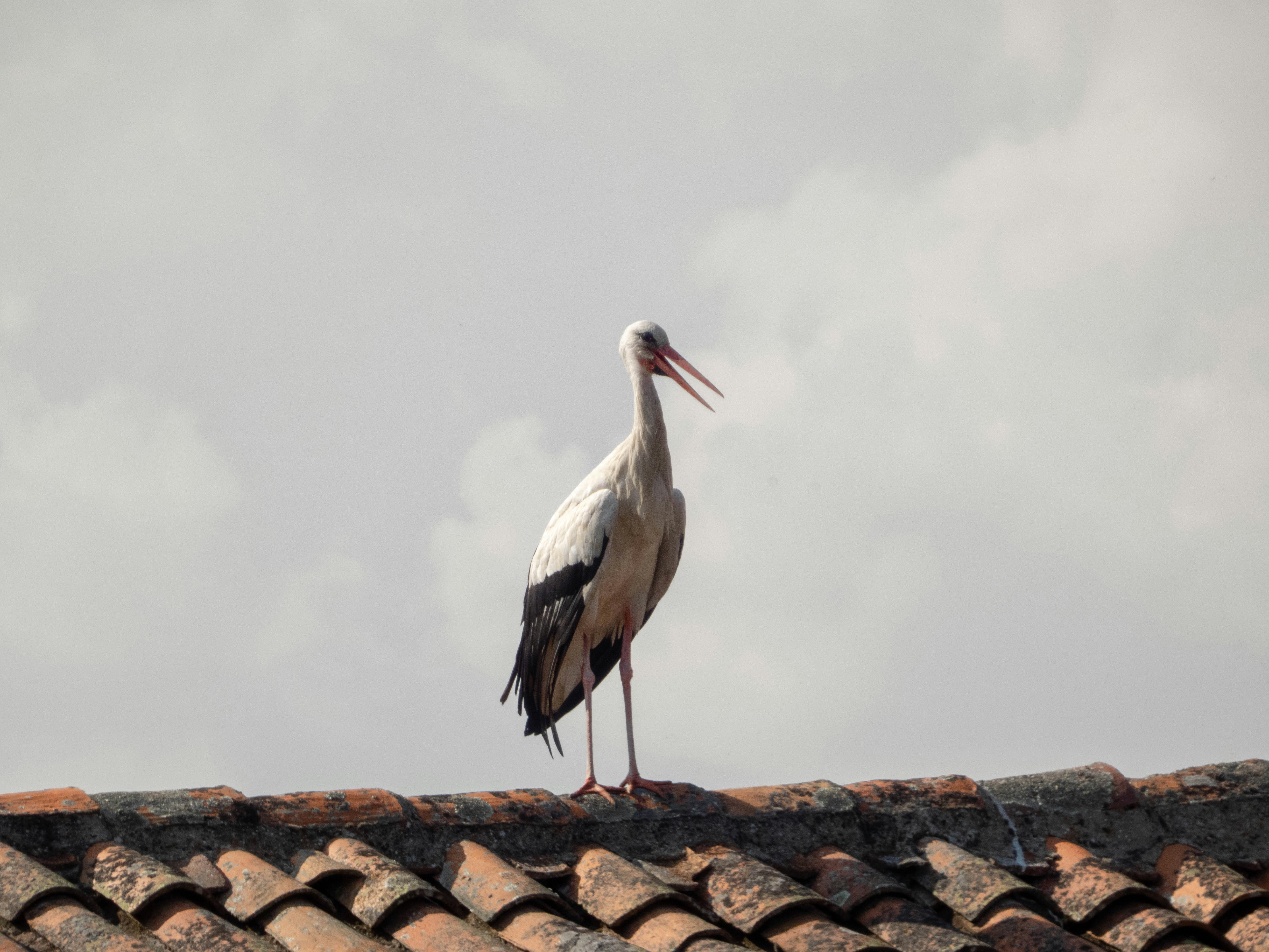 High-Roost Sentinel: White Stork Perched on a Terracotta Roof Under Cloudy Skies